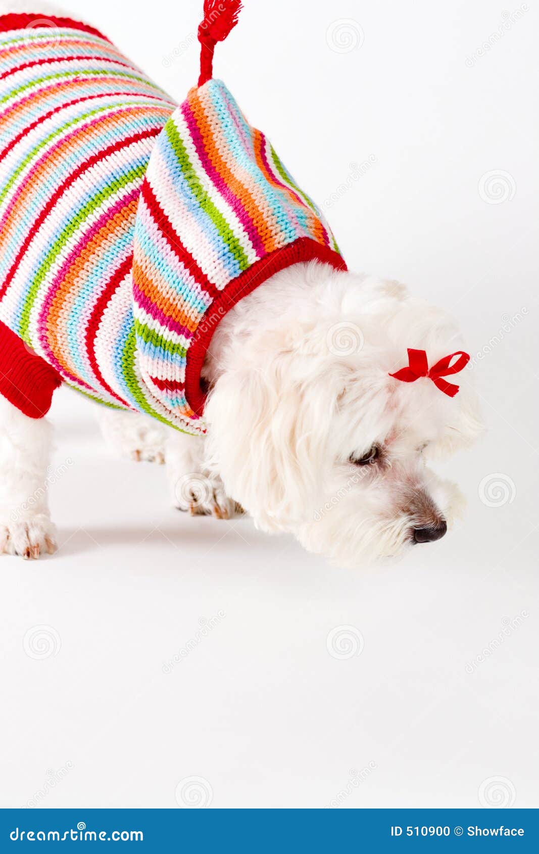 Sniffing Dog stock photo. Image of behaviour, snout, colours - 510900
