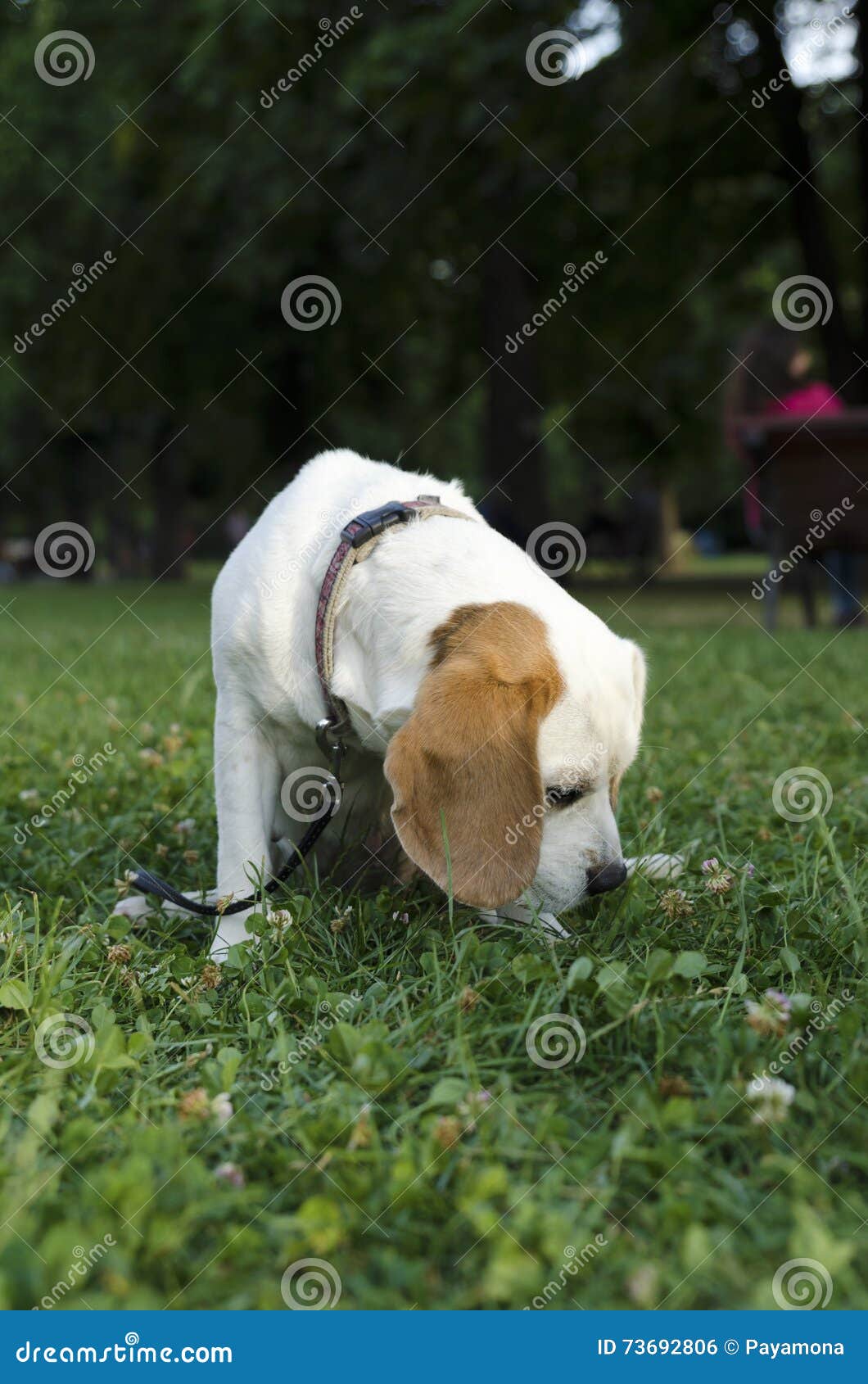 Sniffing Female Beagle in a City Park Stock Photo - Image of family ...
