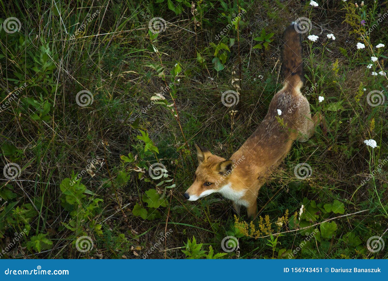 Sniffing fox in the grass stock image. Image of wild - 156743451