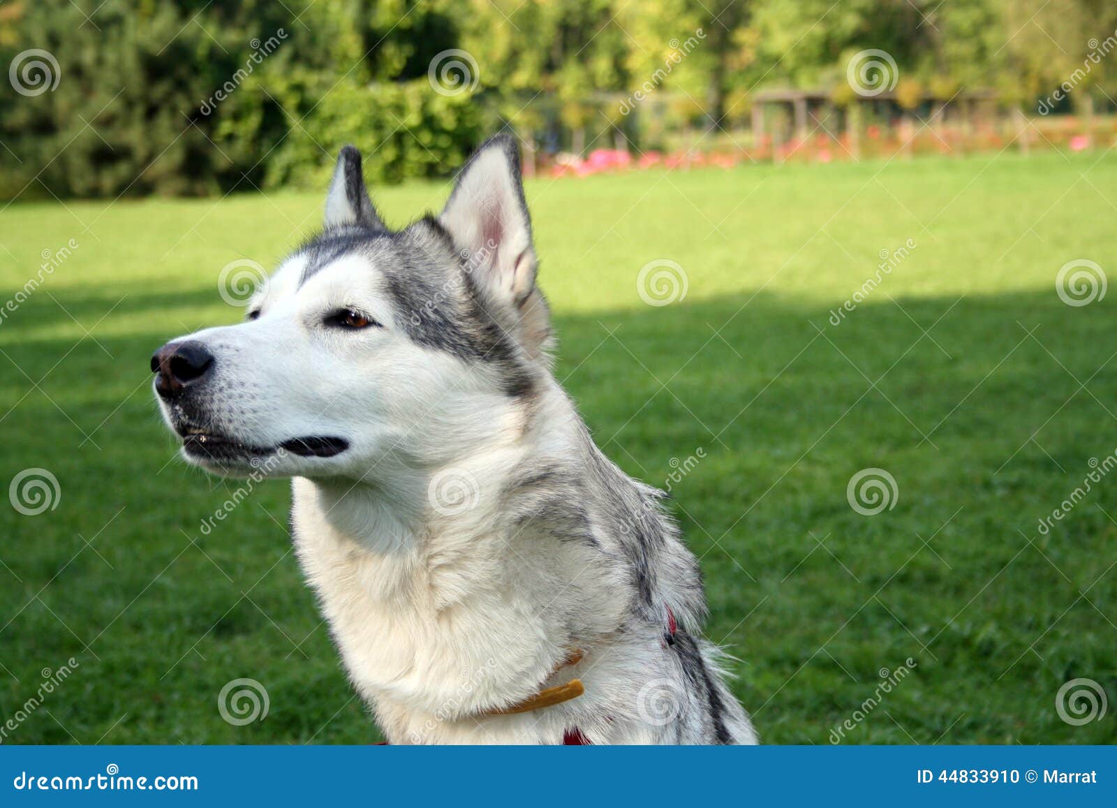 Sniffing husky dog stock photo. Image of eyes, siberian - 44833910