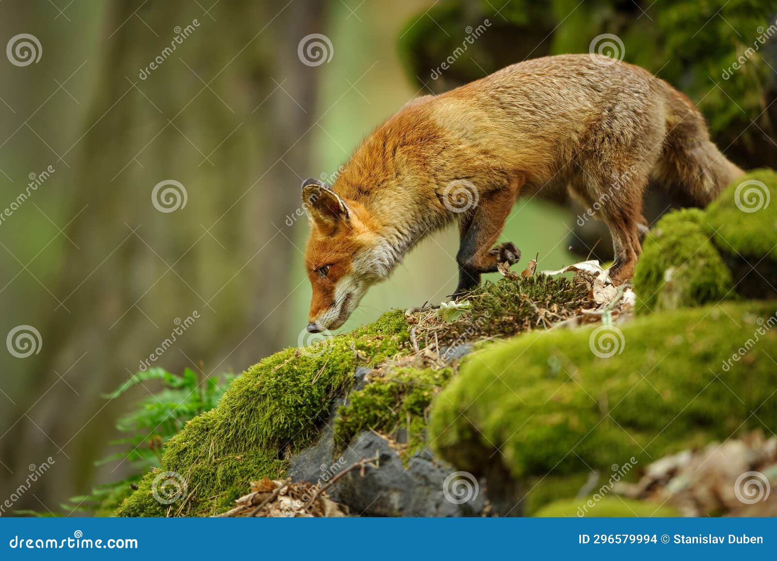 Sniffing Red Fox on the Rocks in the Green Forest. Stock Photo - Image ...