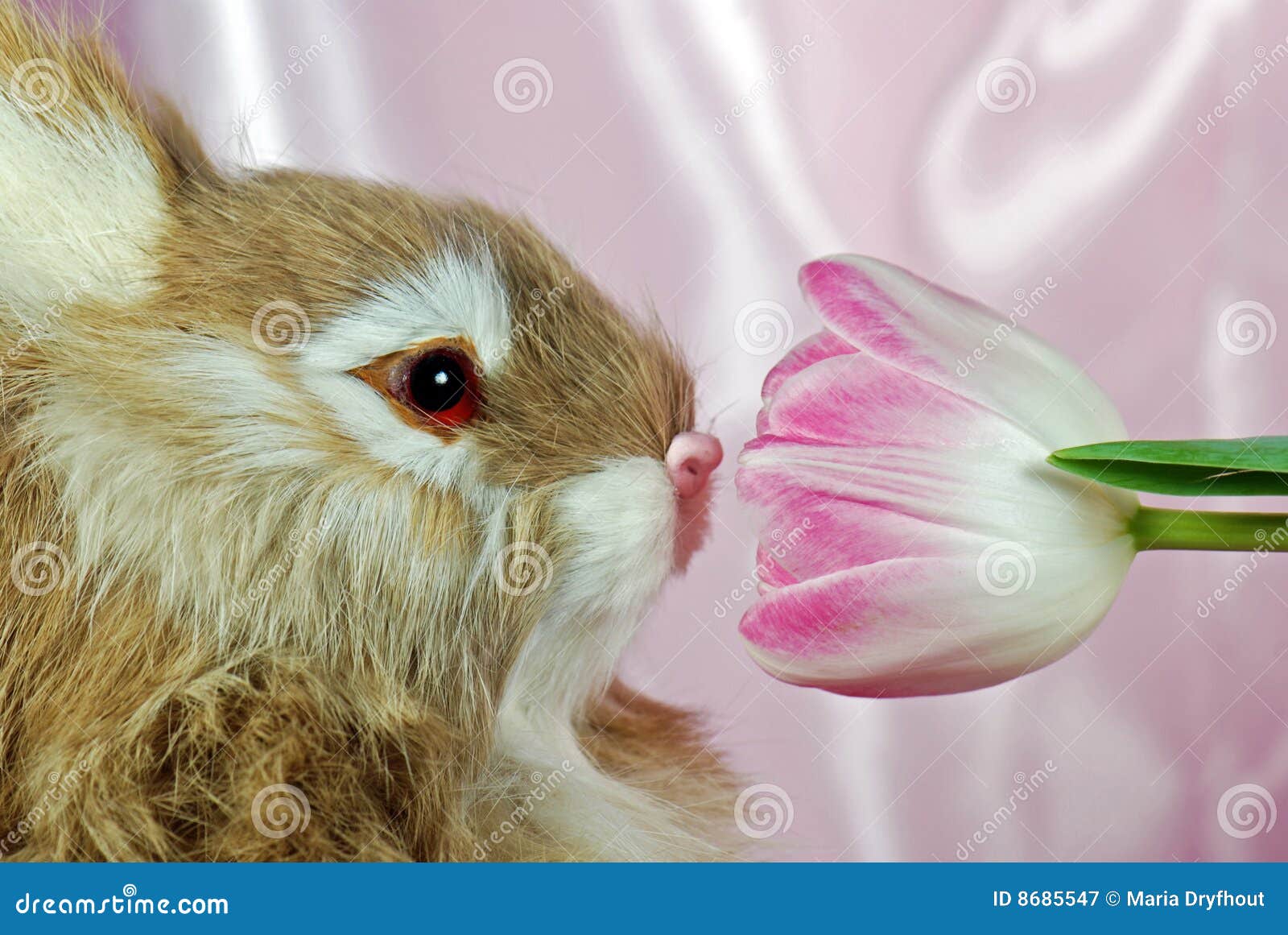 Sniffing Spring stock image. Image of delicate, critter - 8685547