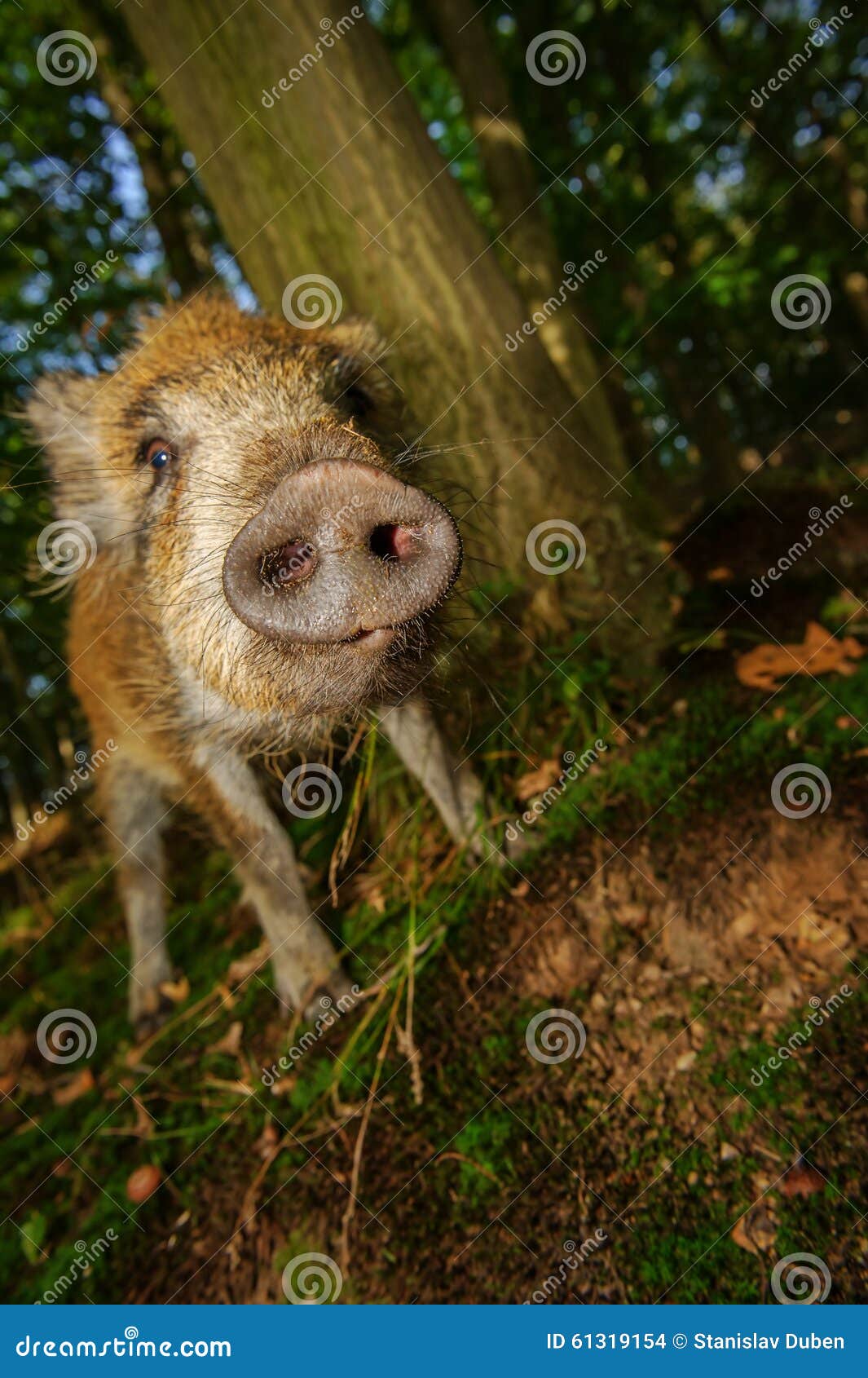 Sniffing Wild Boar Snout from Closeup View Stock Photo - Image of ...