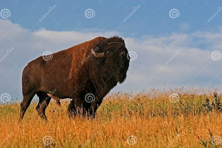 Sniffing the wind stock photo. Image of america, native - 2576852