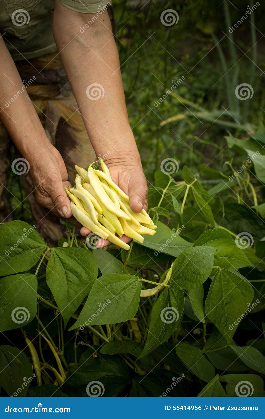 Snijbonen stock foto. Image of peulvrucht, handen, achtergrond - 56414956