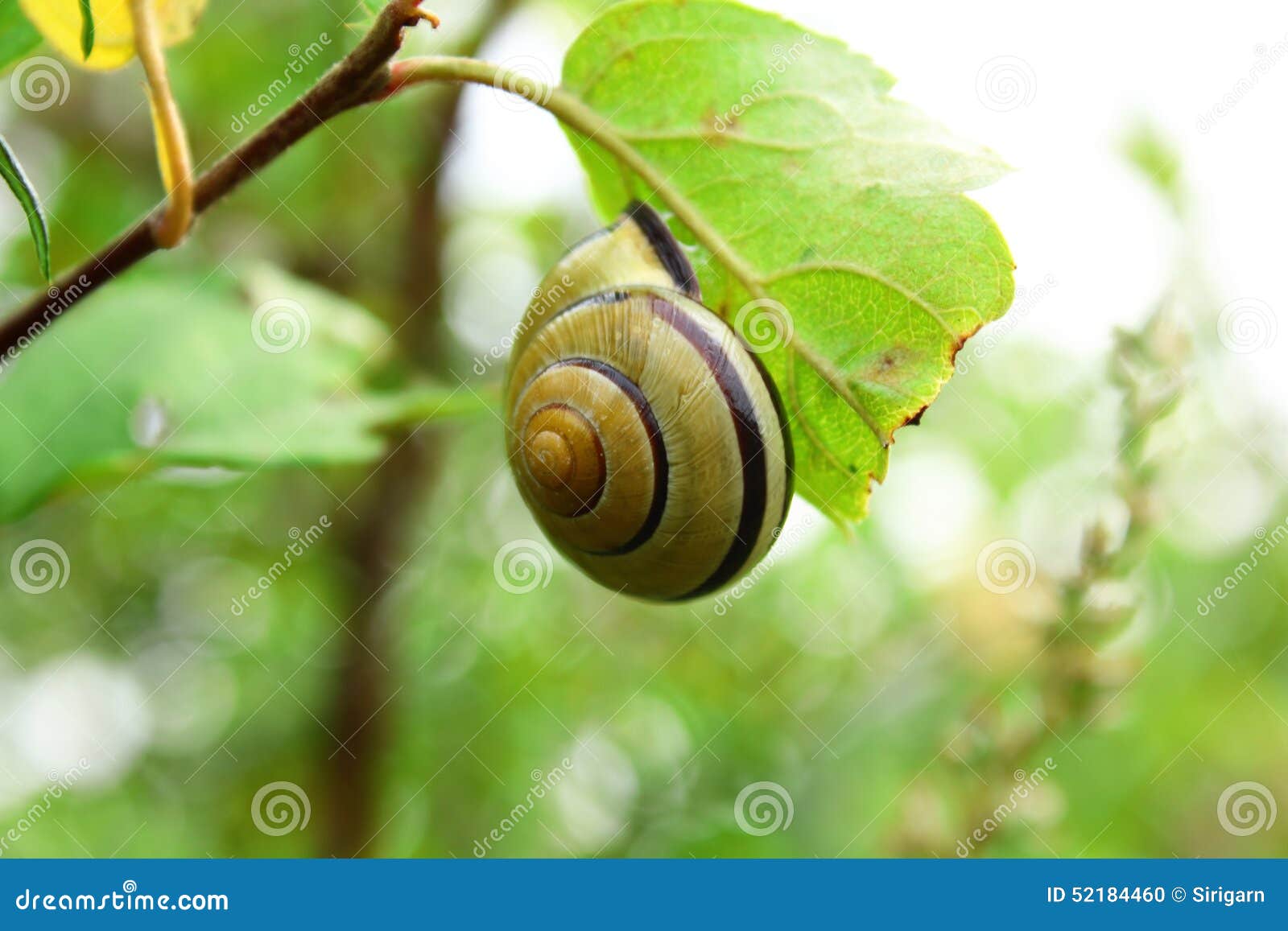 Snil on leaf stock photo. Image of outdoor, leaf, marco - 52184460