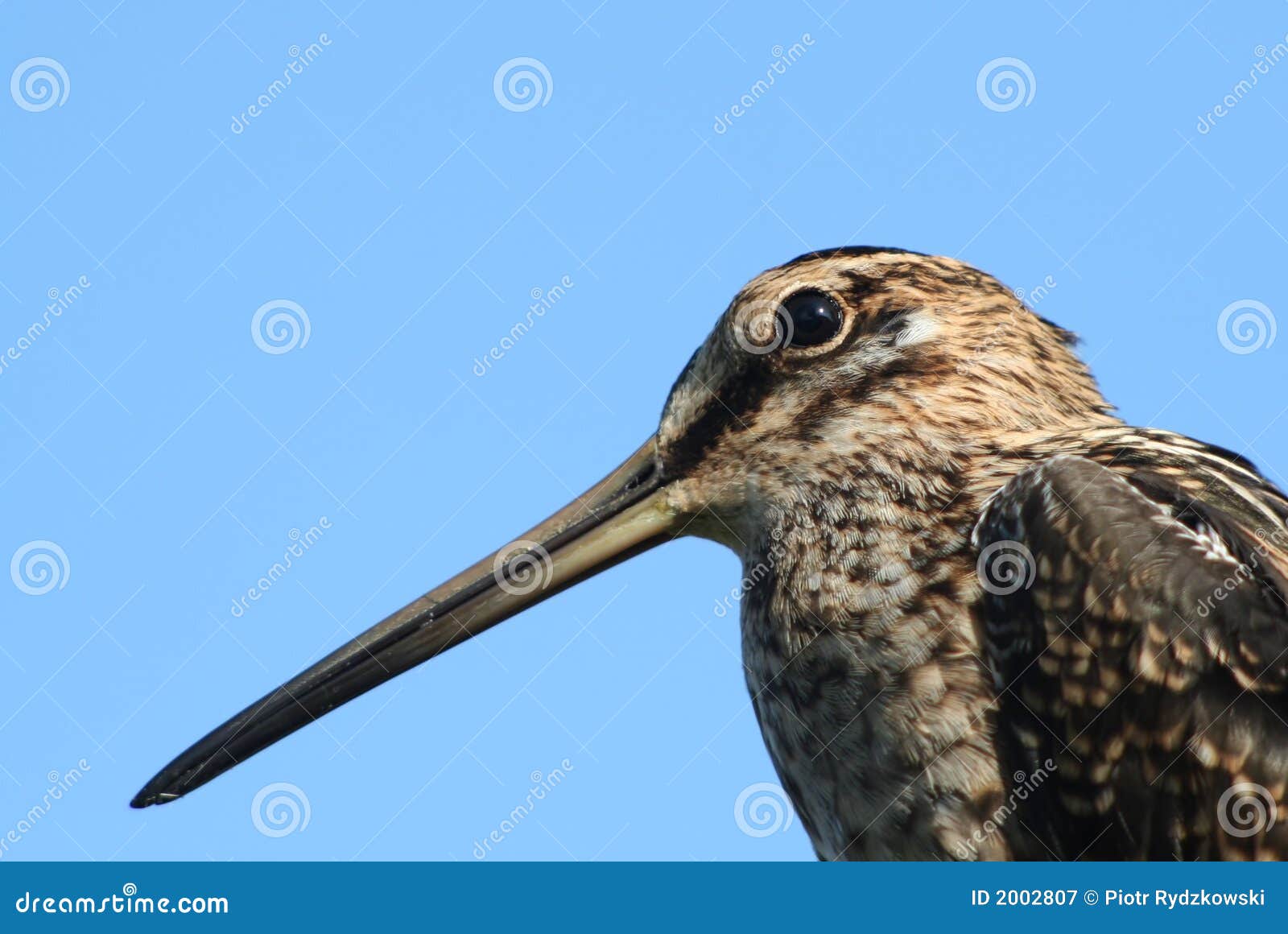 Snipe stock image. Image of beak, searching, wildlife - 2002807