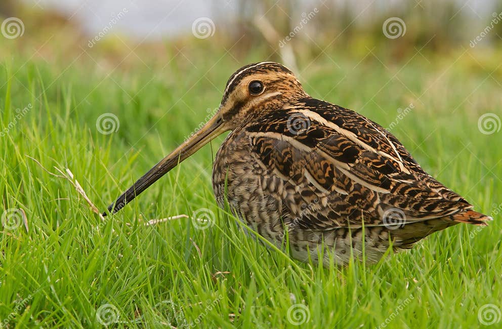 Snipe stock photo. Image of common, field, animal, feather - 20590520