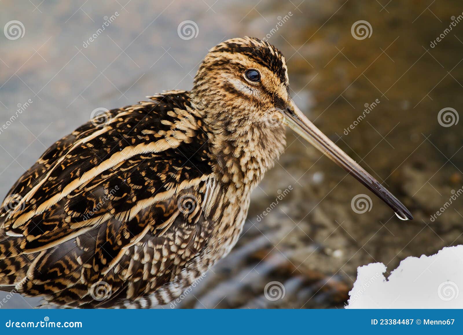 Snipe stock image. Image of nature, plumage, water, bill - 23384487