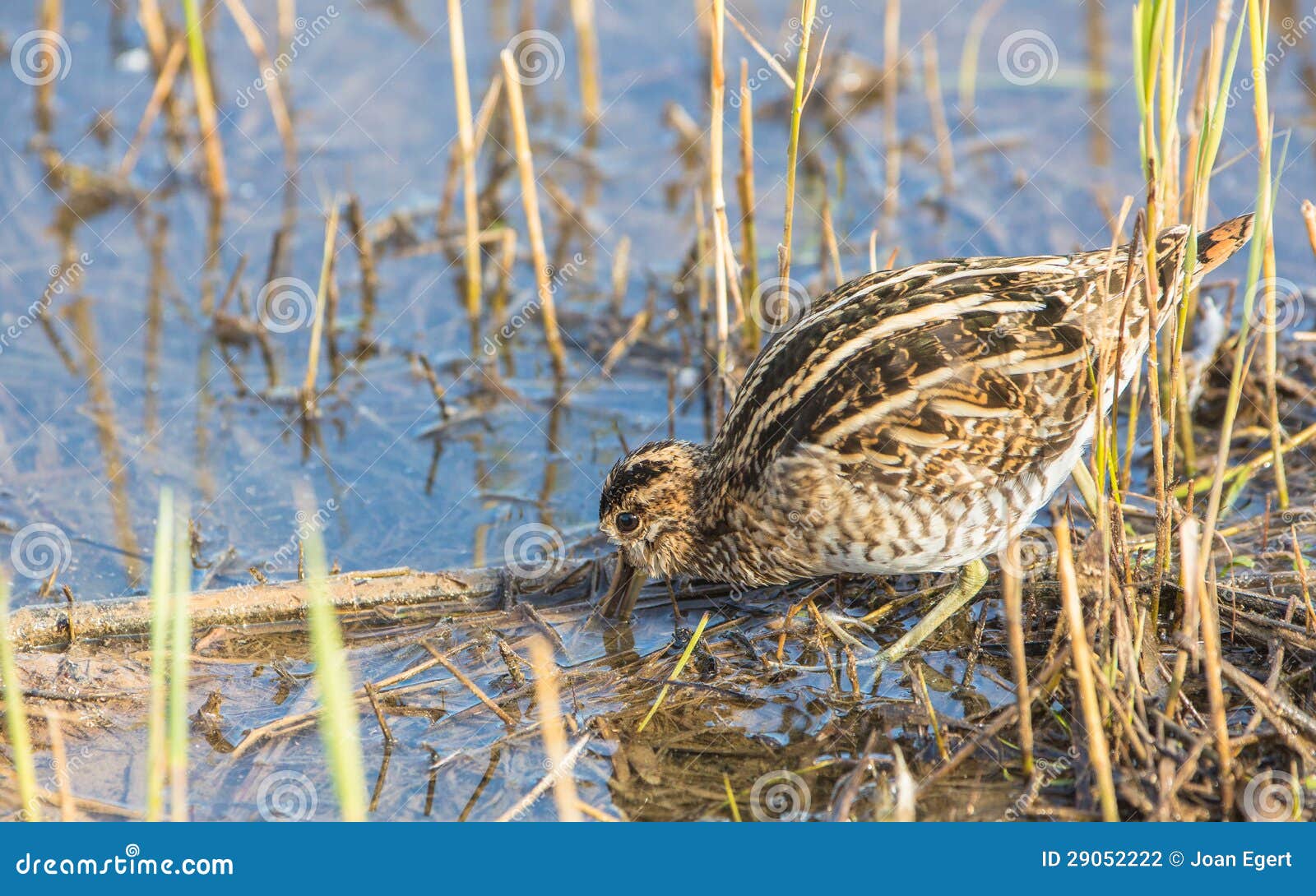 Snipe bird stock photo. Image of life, animals, filipines - 29052222