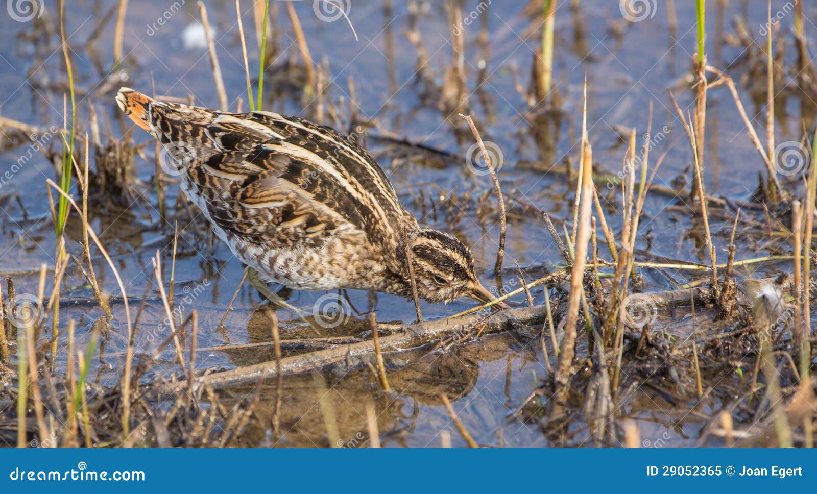 Snipe bird stock image. Image of detail, birds, locations - 29052365