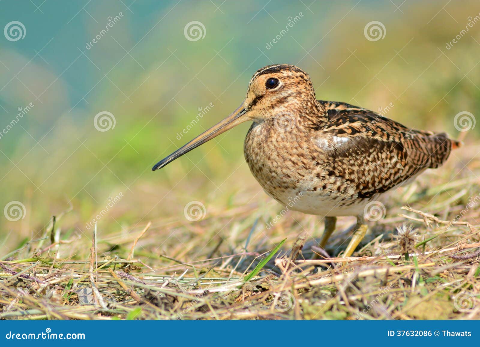 Snipe bird stock photo. Image of colorful, brown, gallinago - 37632086