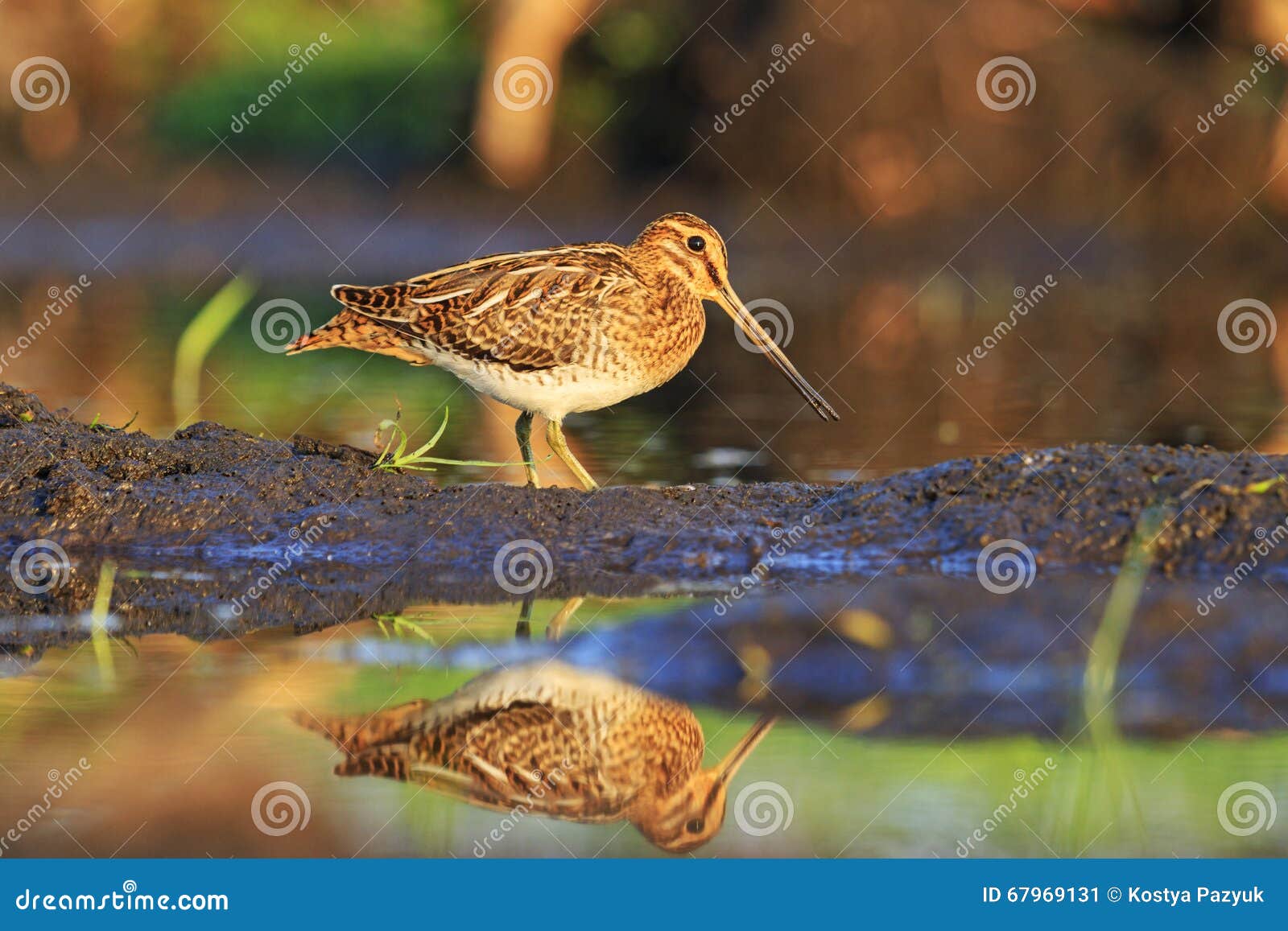 Snipe bird hunting stock image. Image of lake, gallinago - 67969131