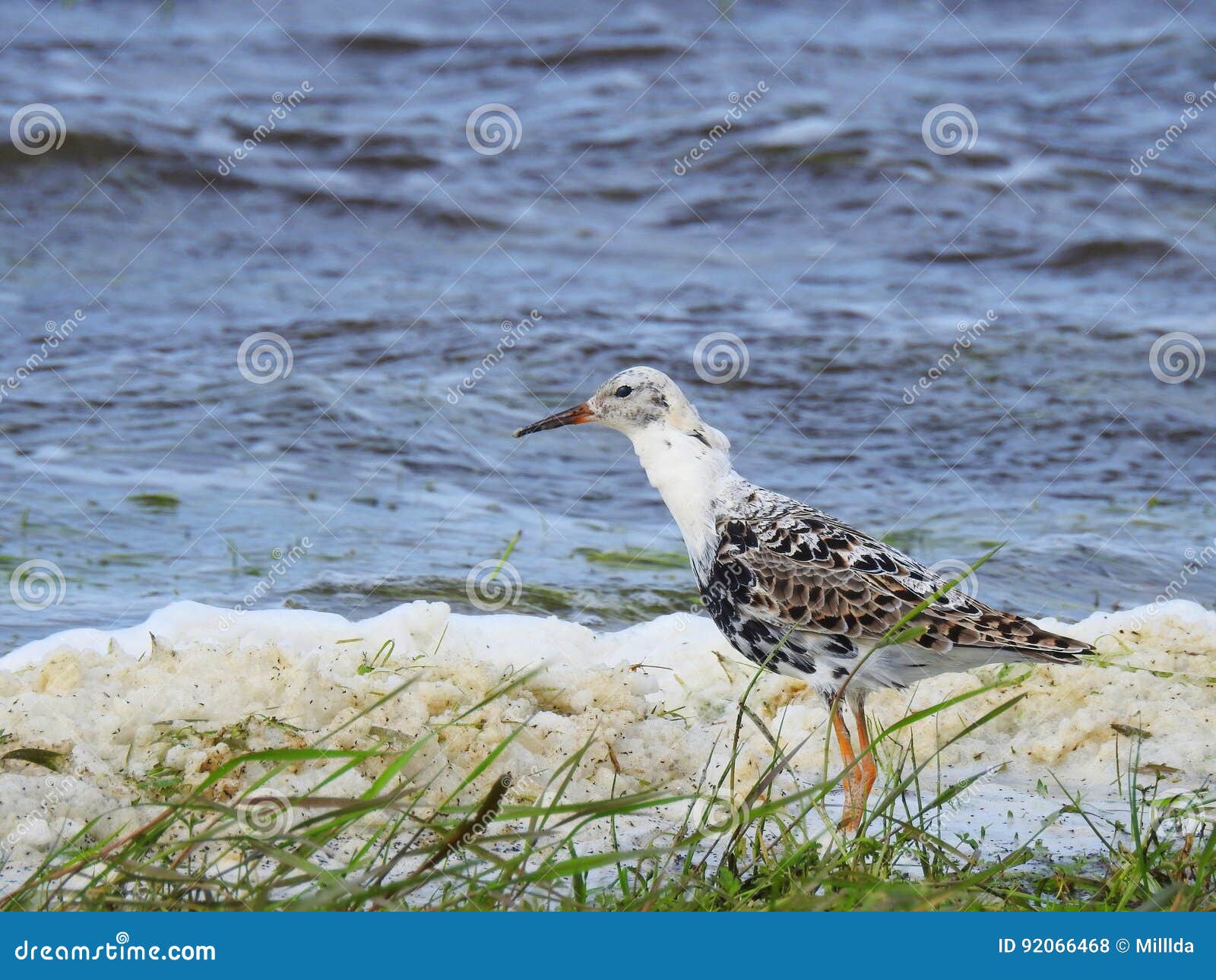Snipe bird, Lithuania stock photo. Image of spring, white - 92066468