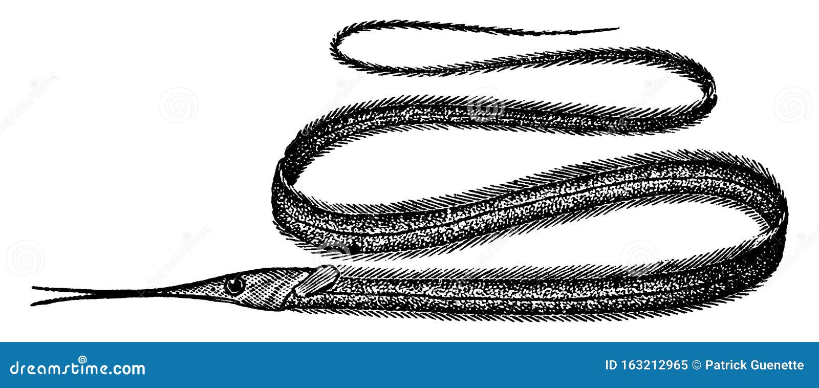 Snipe Eel, Vintage Illustration Stock Vector - Illustration of black ...