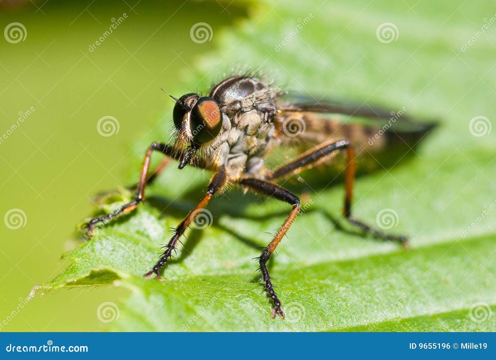 Snipe-fly macro stock photo. Image of crawly, insect, macro - 9655196