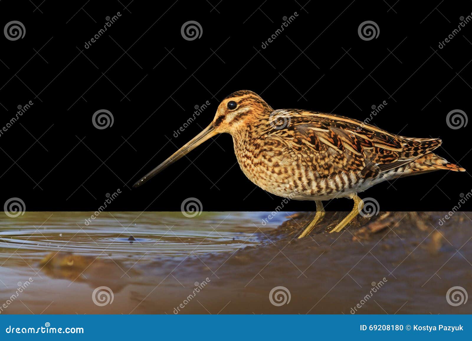 Snipe isolated on black stock photo. Image of whimbrel - 69208180