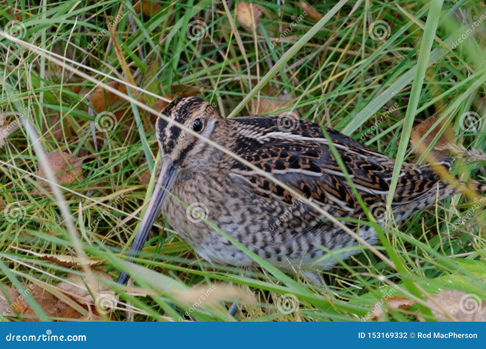 Pin-tailed Snipe Or Pintail Snipe ,Gallinago Stenura, Sri Lanka, Asia ...