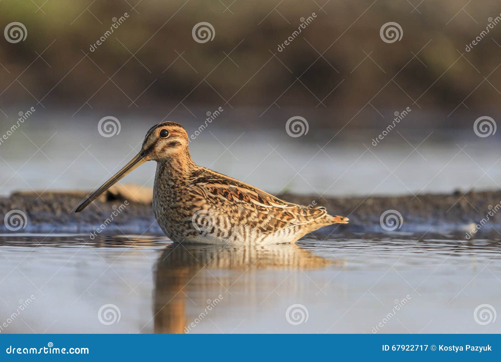 Snipe Que Se Coloca En Agua Imagen de archivo - Imagen de verde, agua ...