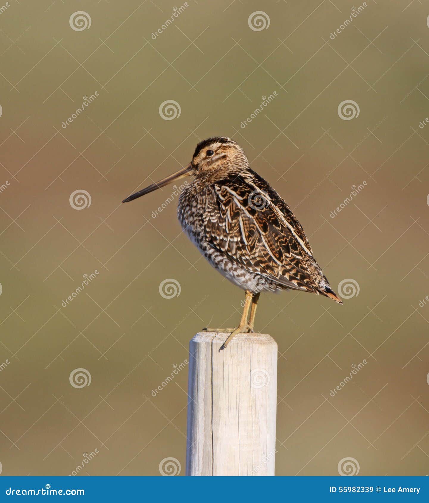 Snipe stock image. Image of female, gull, life, migration - 55982339