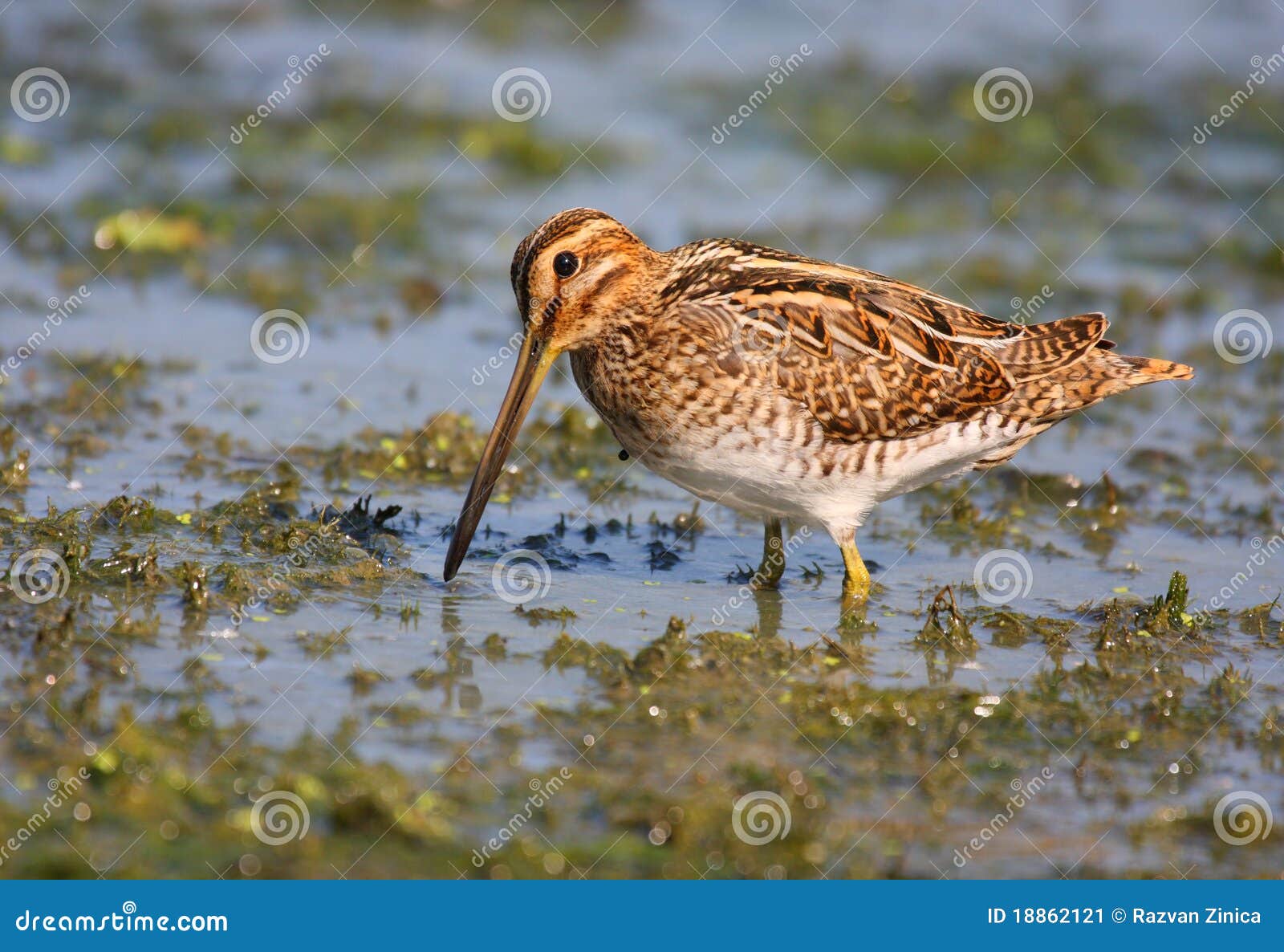 Snipe in swamp stock image. Image of wader, wildlife - 18862121