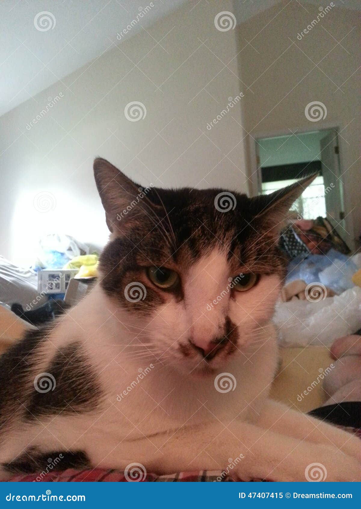 Snitchler Kitty Cat Laying Down Stock Image - Image of snitchler ...