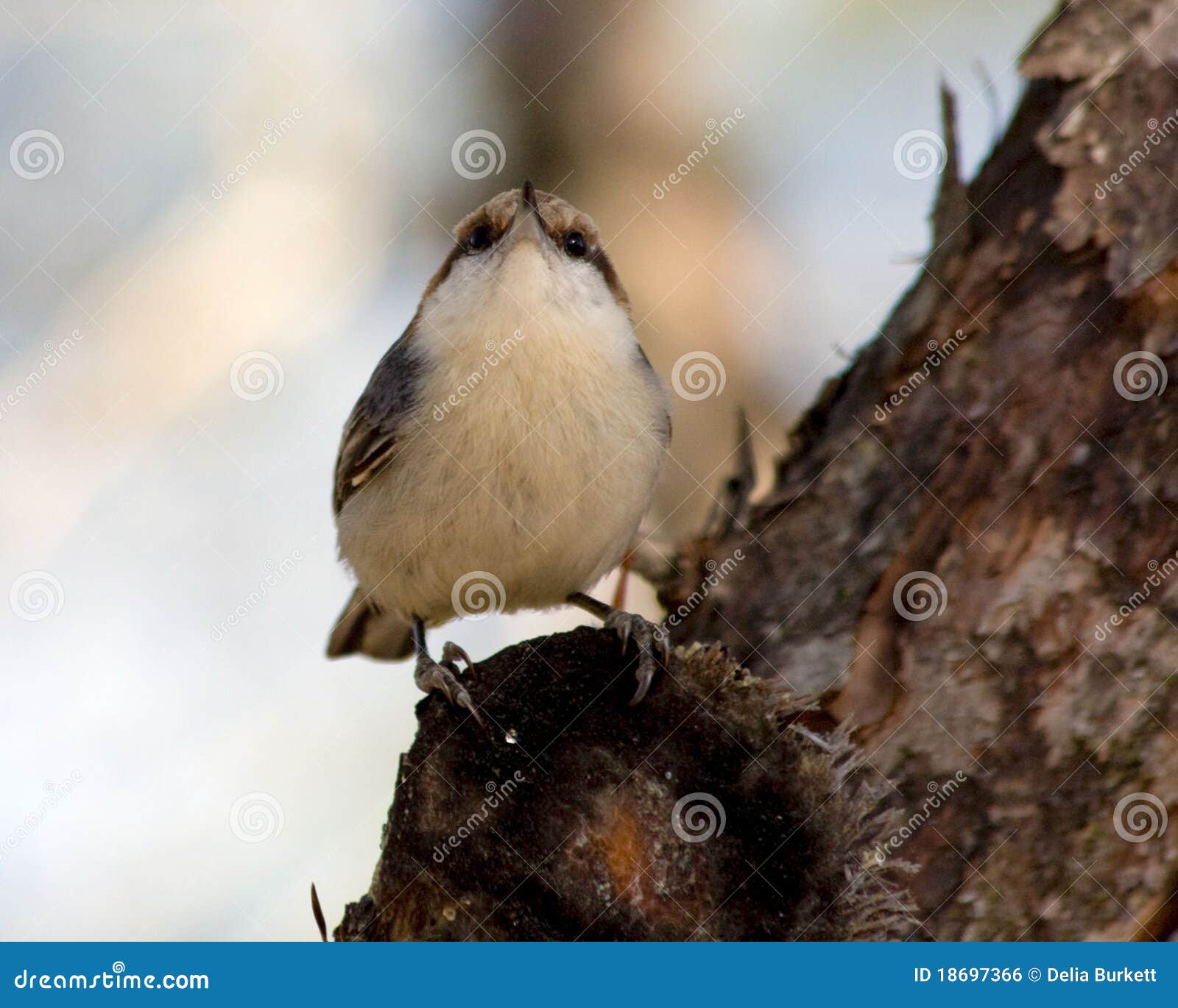 Snobby Bird stock photo. Image of beak, park, bark, small - 18697366