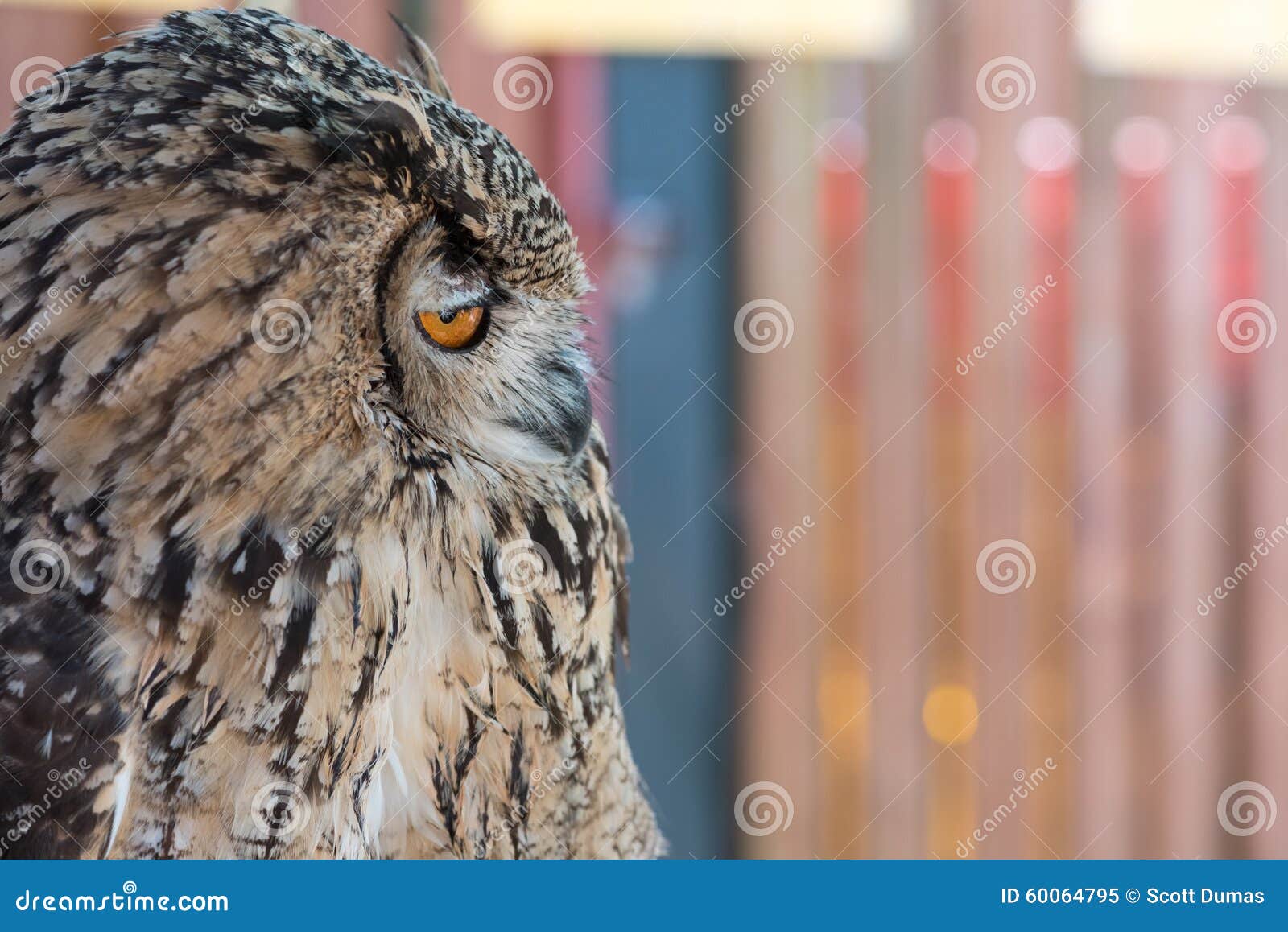 Snobby Owl stock image. Image of animals, stuck, owls - 60064795