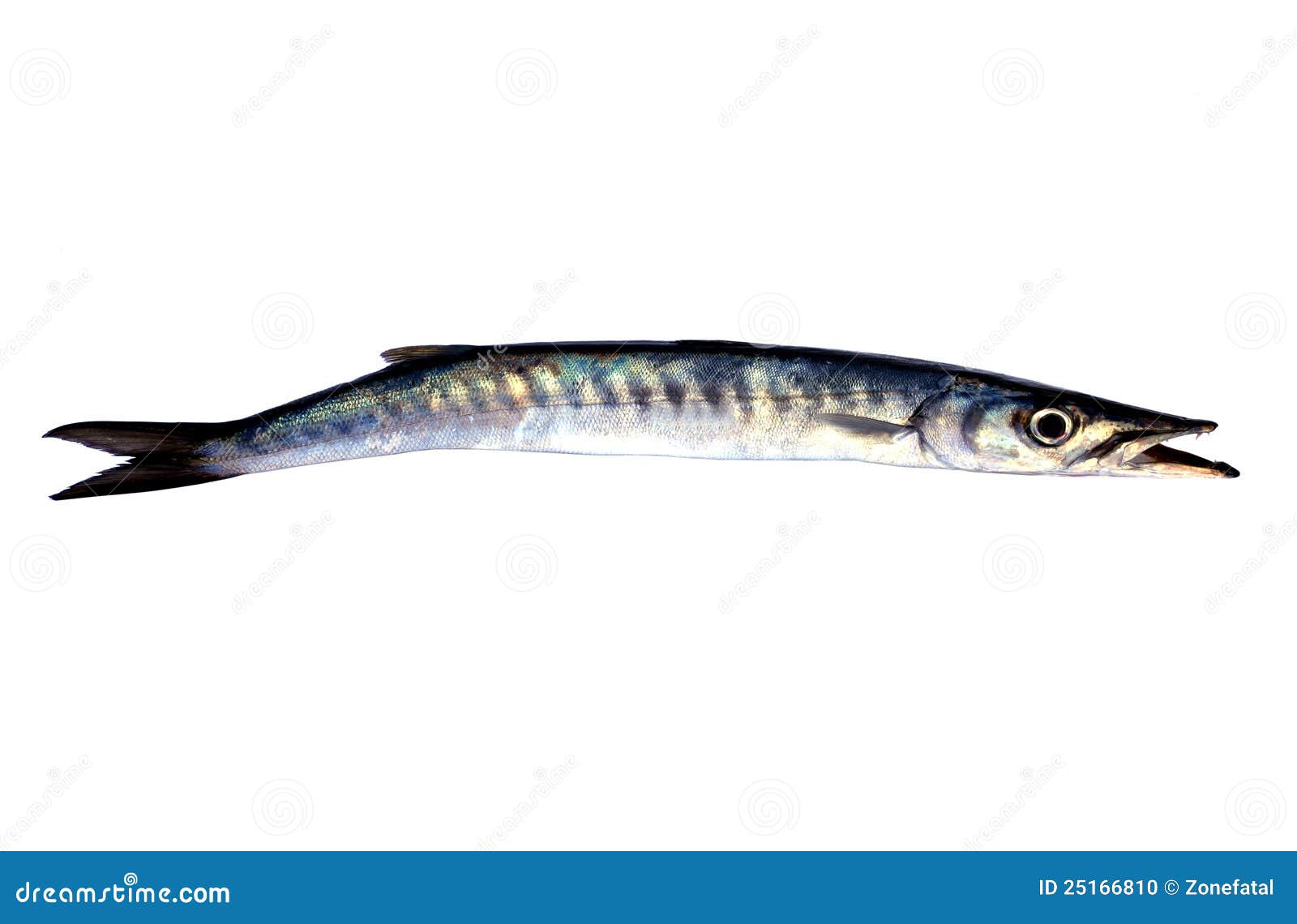 Snoek Fish stock photo. Image of healthy, clipping, fresh - 25166810