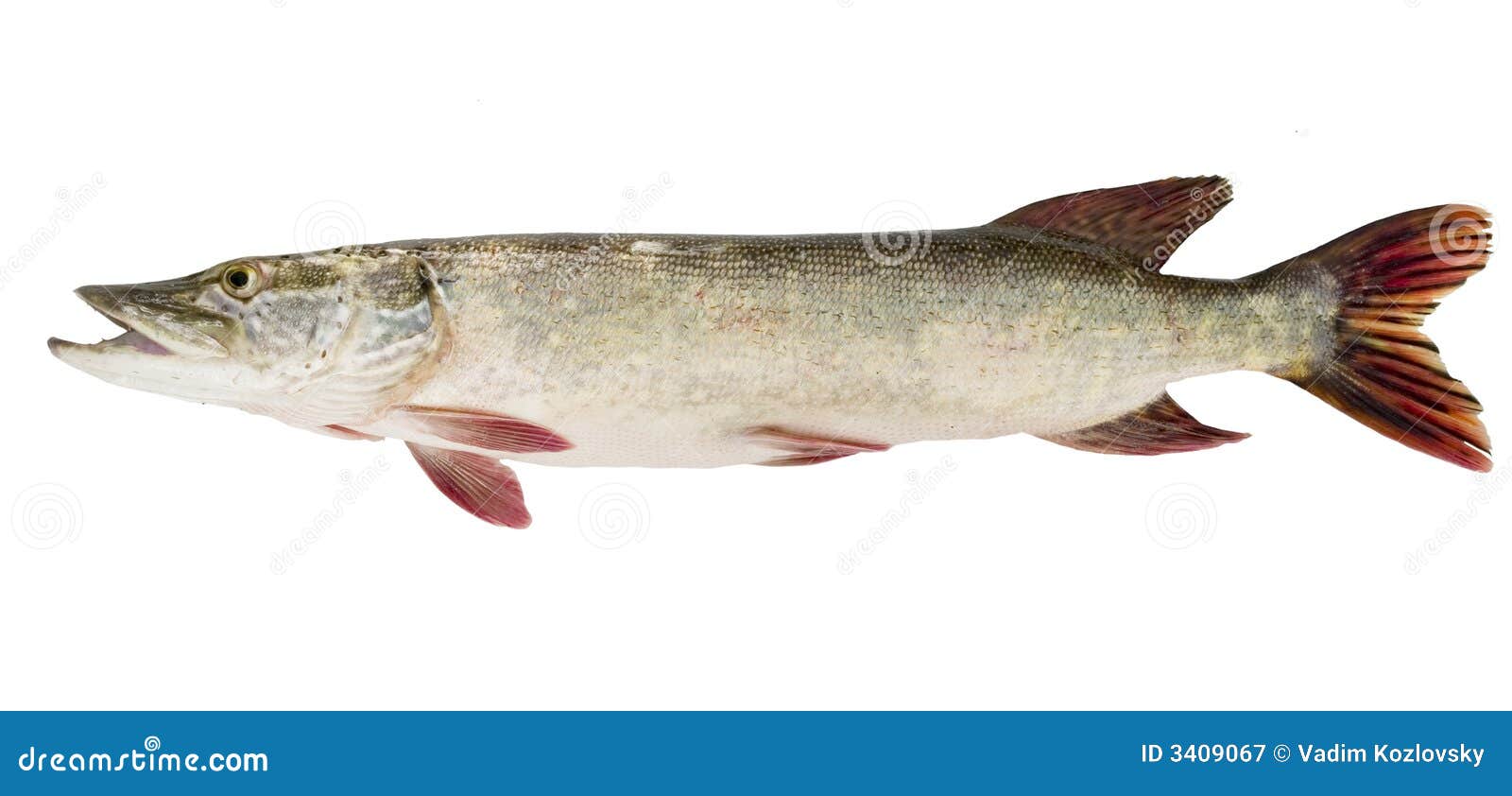 Snoek-vissen stock afbeelding. Image of oceaan, diner - 3409067