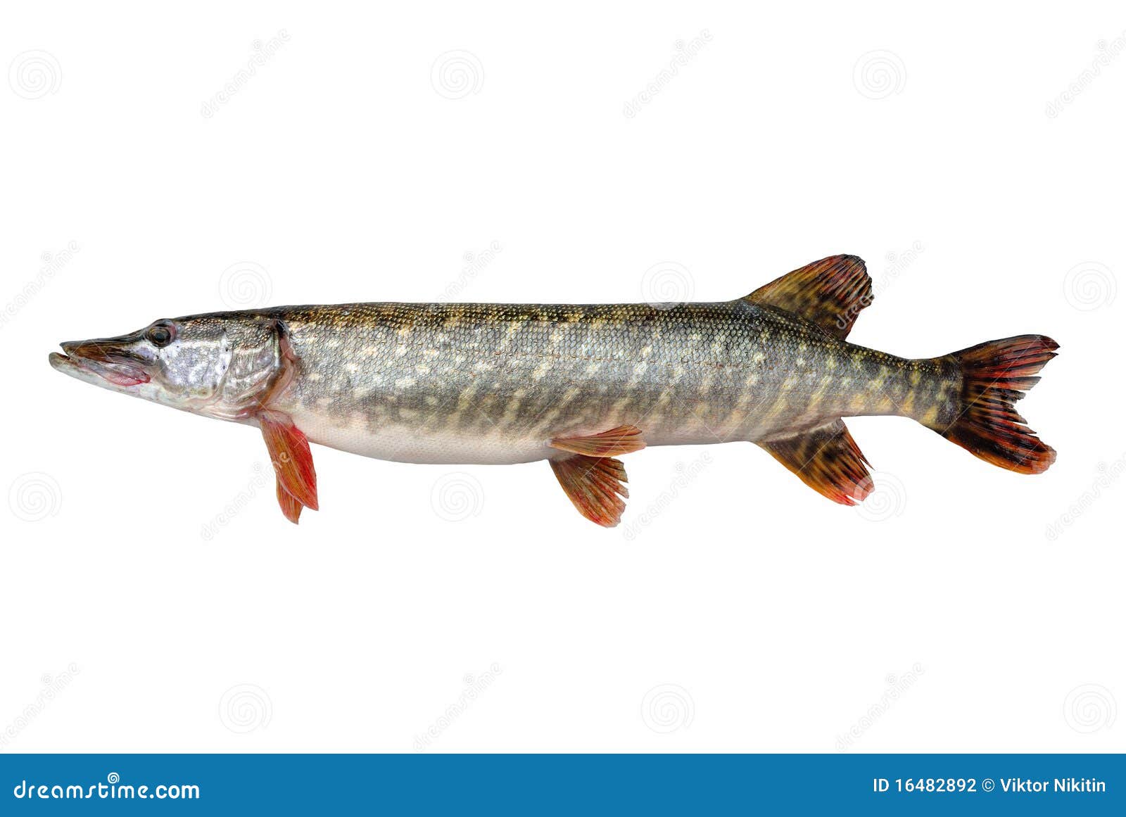 Snoeken stock foto. Image of ogen, groen, staart, visserij - 16482892