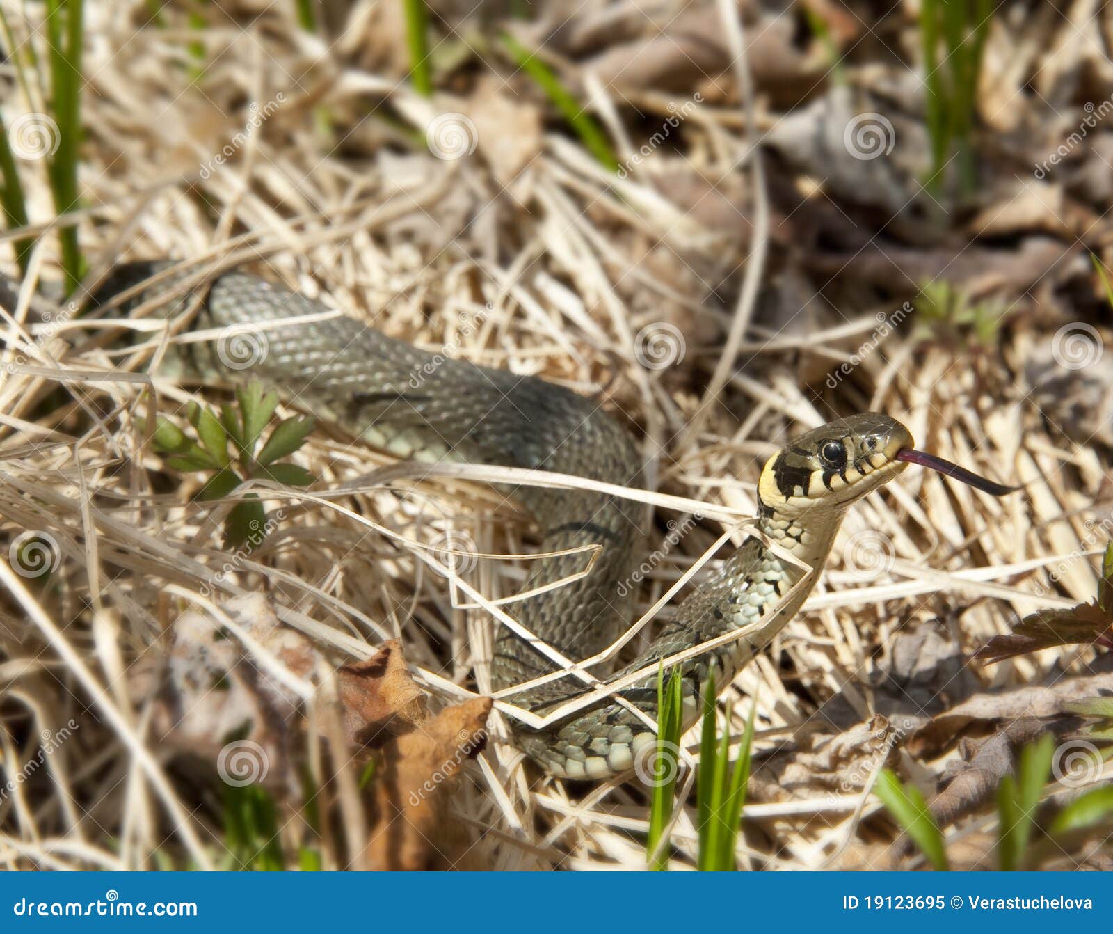 Snok fotografering för bildbyråer. Bild av slankt, tunga - 19123695