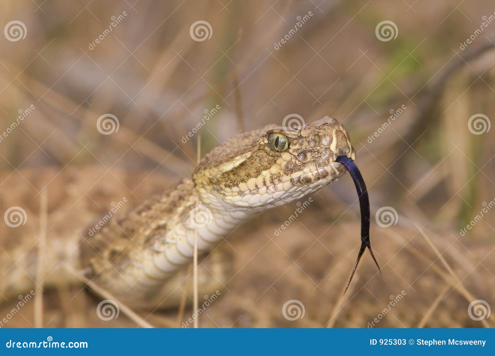 Snok fotografering för bildbyråer. Bild av huggorm, öken - 925303