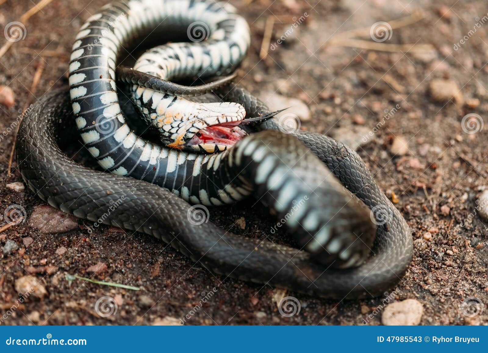 Snok huggorm i tidig vår fotografering för bildbyråer. Bild av skräck ...