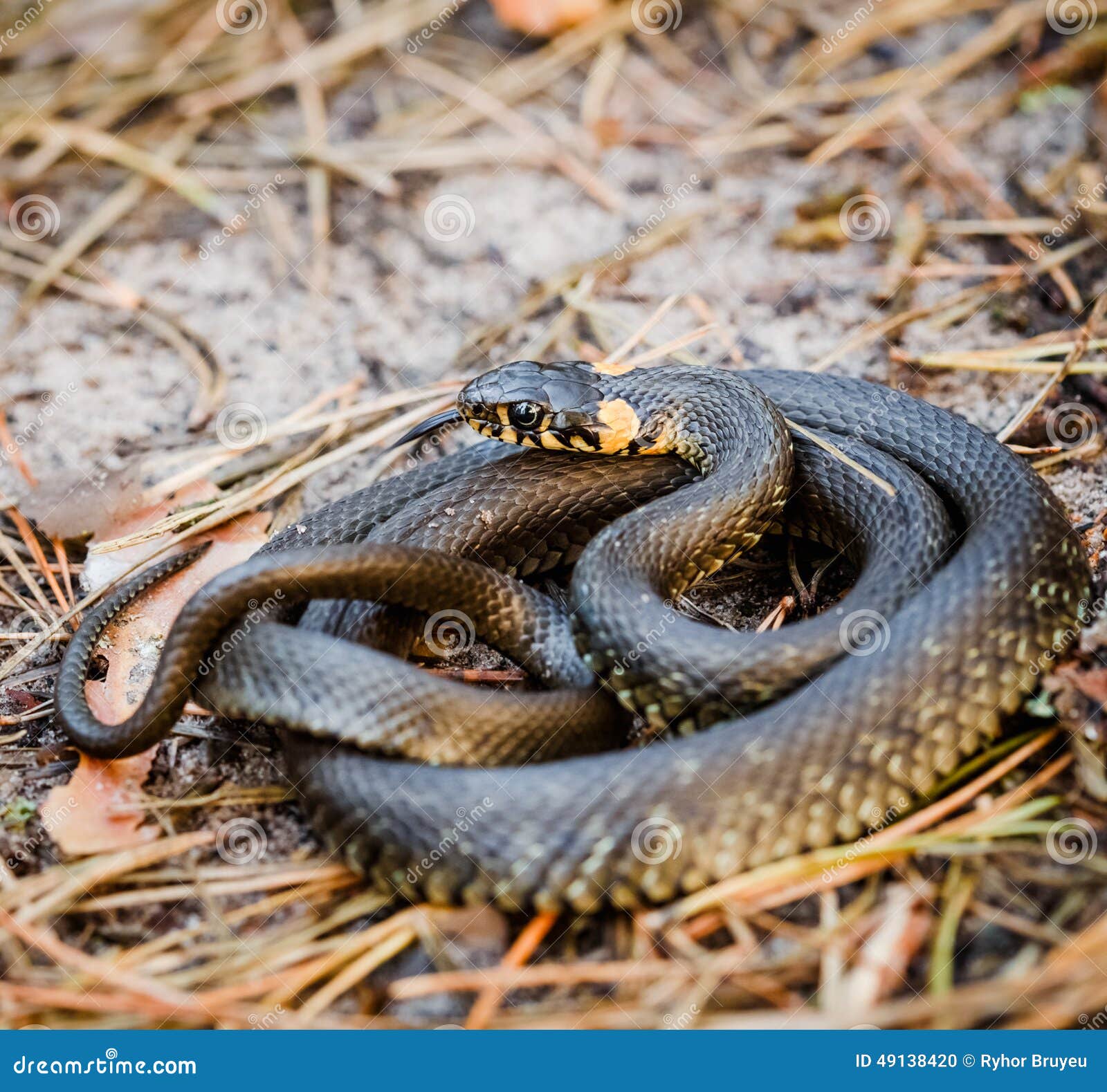 Snok huggorm i tidig vår arkivfoto. Bild av fjäder, farligt - 49138420