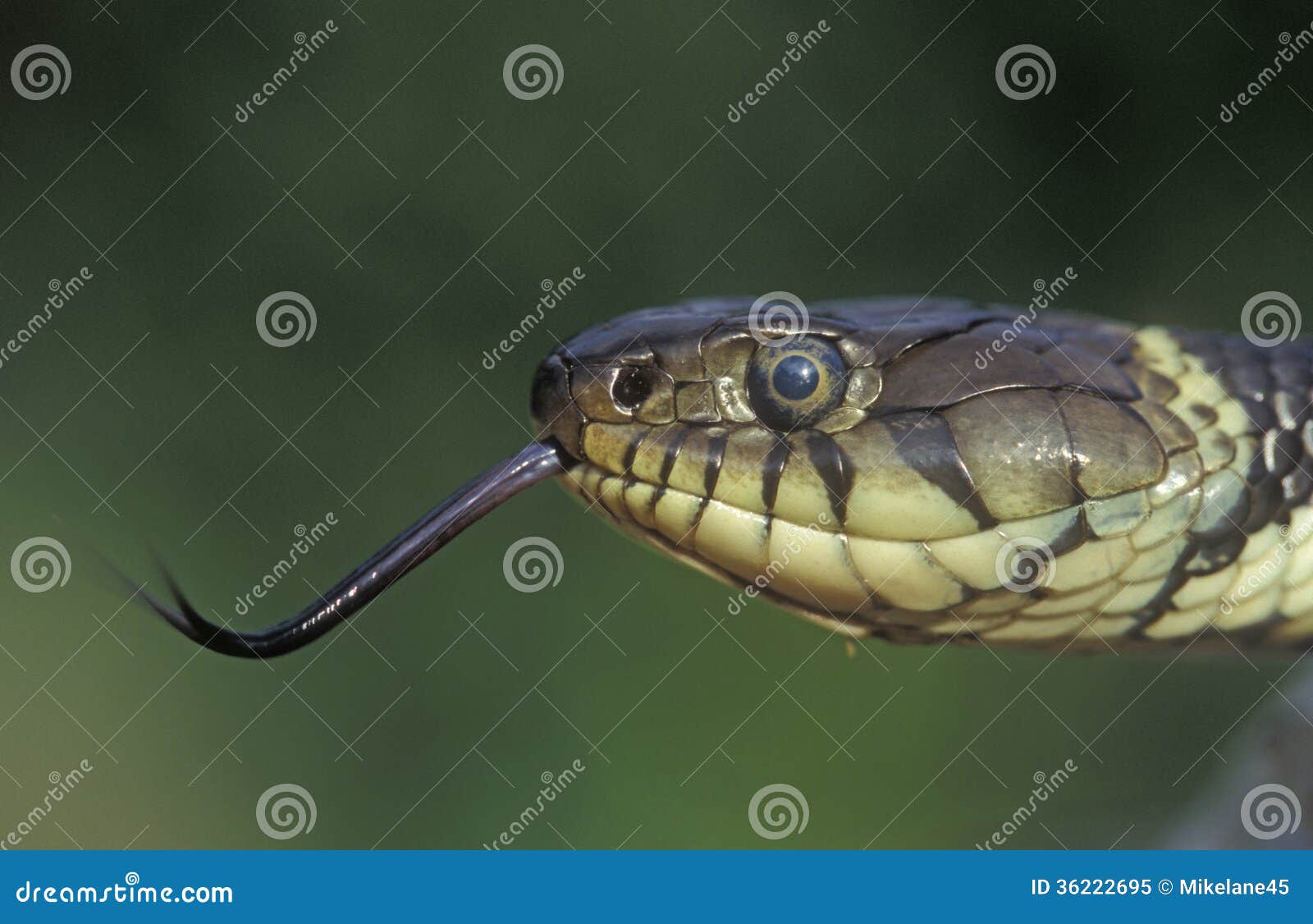 Snok Natrixnatrix fotografering för bildbyråer. Bild av reptil - 36222695
