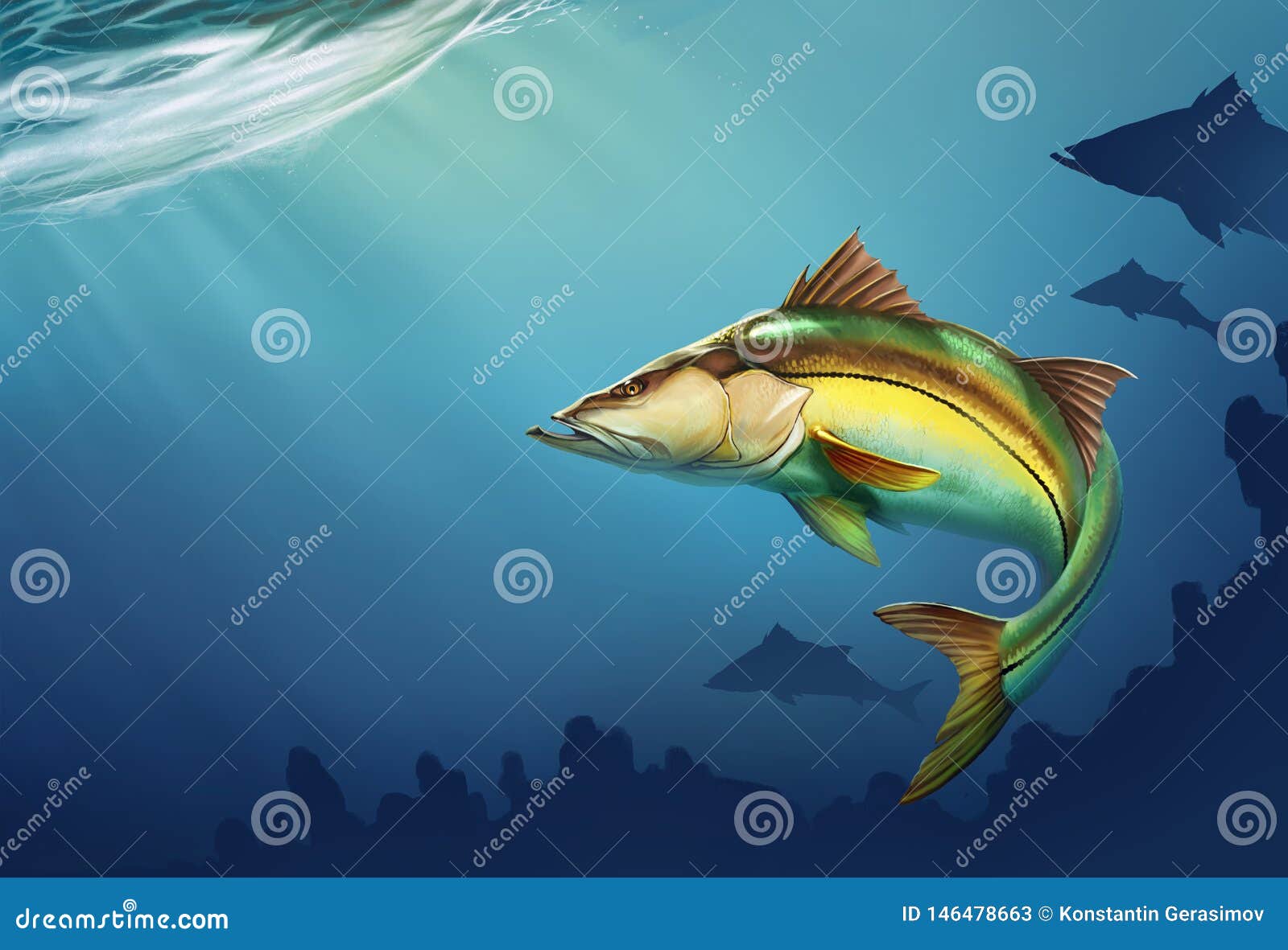 Snook Fish Drawing Clip Art Cartoon Vector | CartoonDealer.com #252692121
