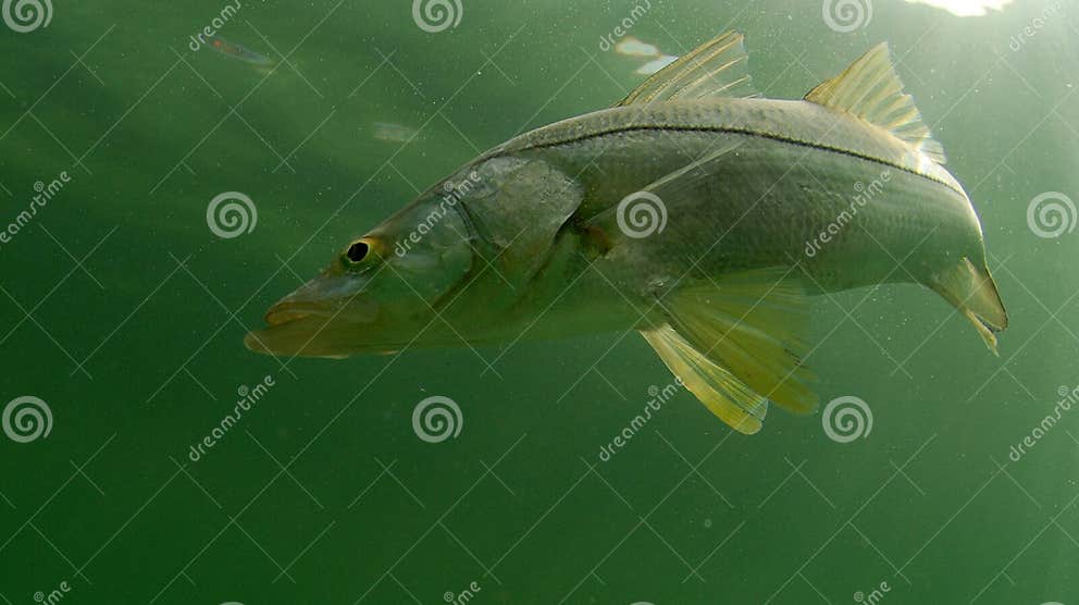 Snook Fish Swimming in Ocean Stock Image - Image of fish, fishing: 29014351