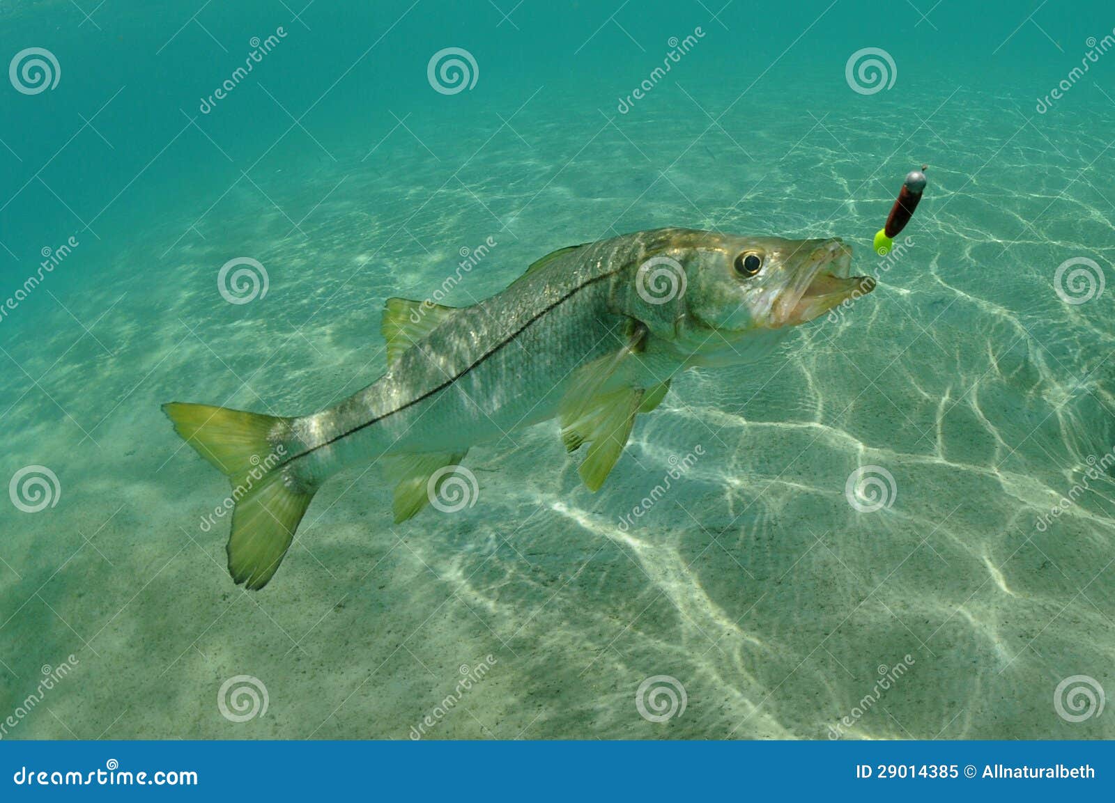 Snook No Oceano Que Persegue a Atração Imagem de Stock - Imagem de ...