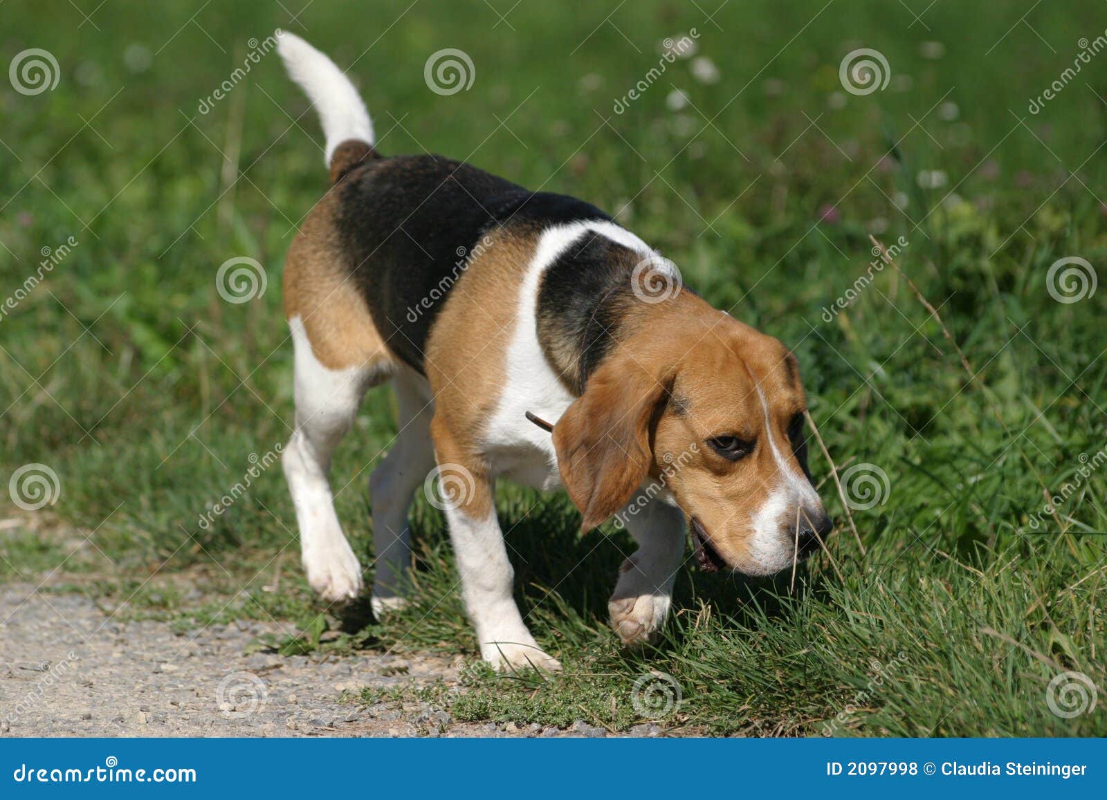 Snooping around stock photo. Image of healthy, black, activity - 2097998