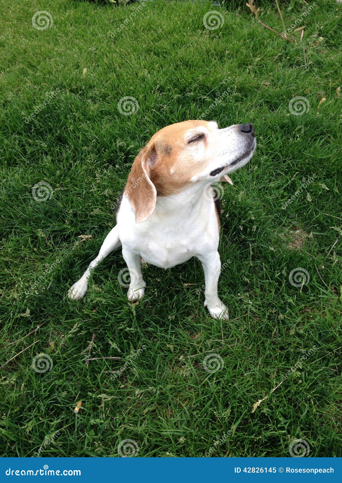 Snooty Beagle stock image. Image of emotion, cute, little - 42826145