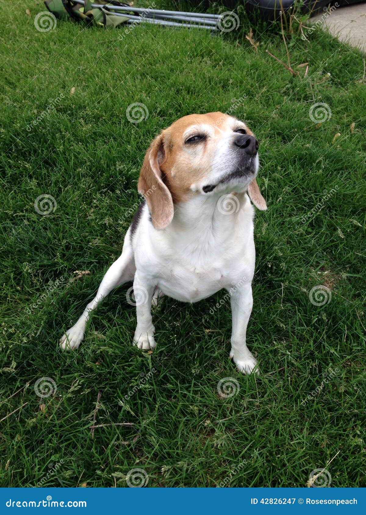 Snooty Beagle stock image. Image of green, expression - 42826247