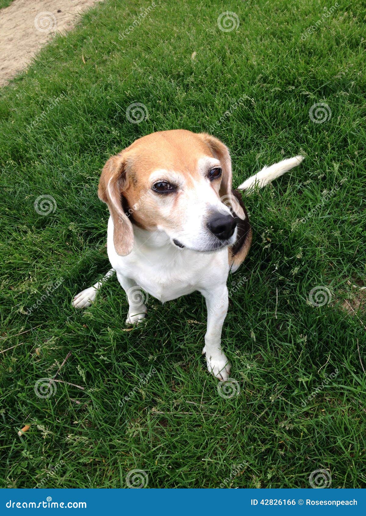 Snooty Irritated Beagle stock photo. Image of grass, losing - 42826166