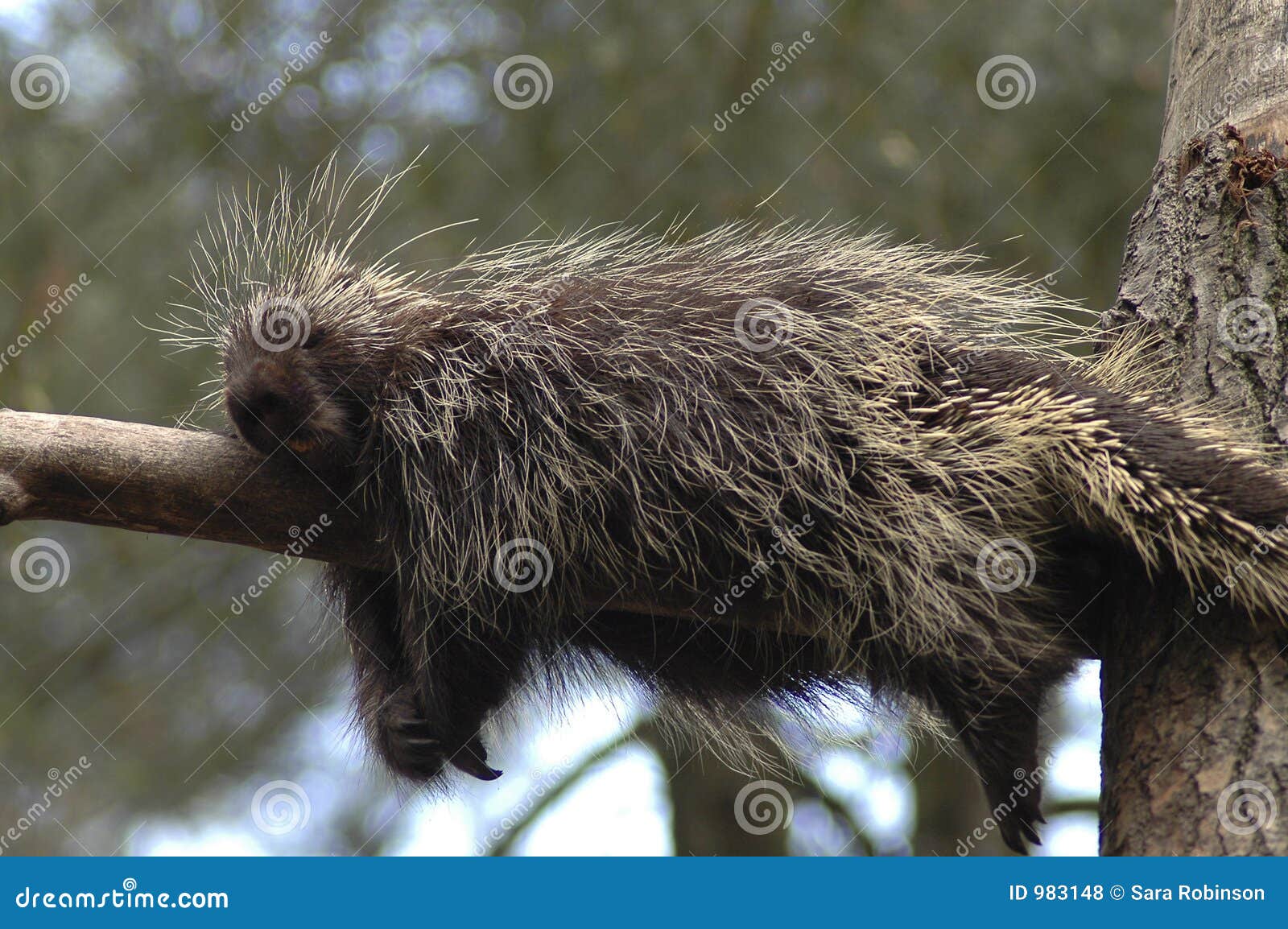 Snooze stock photo. Image of sleeping, porcupine, resting - 983148
