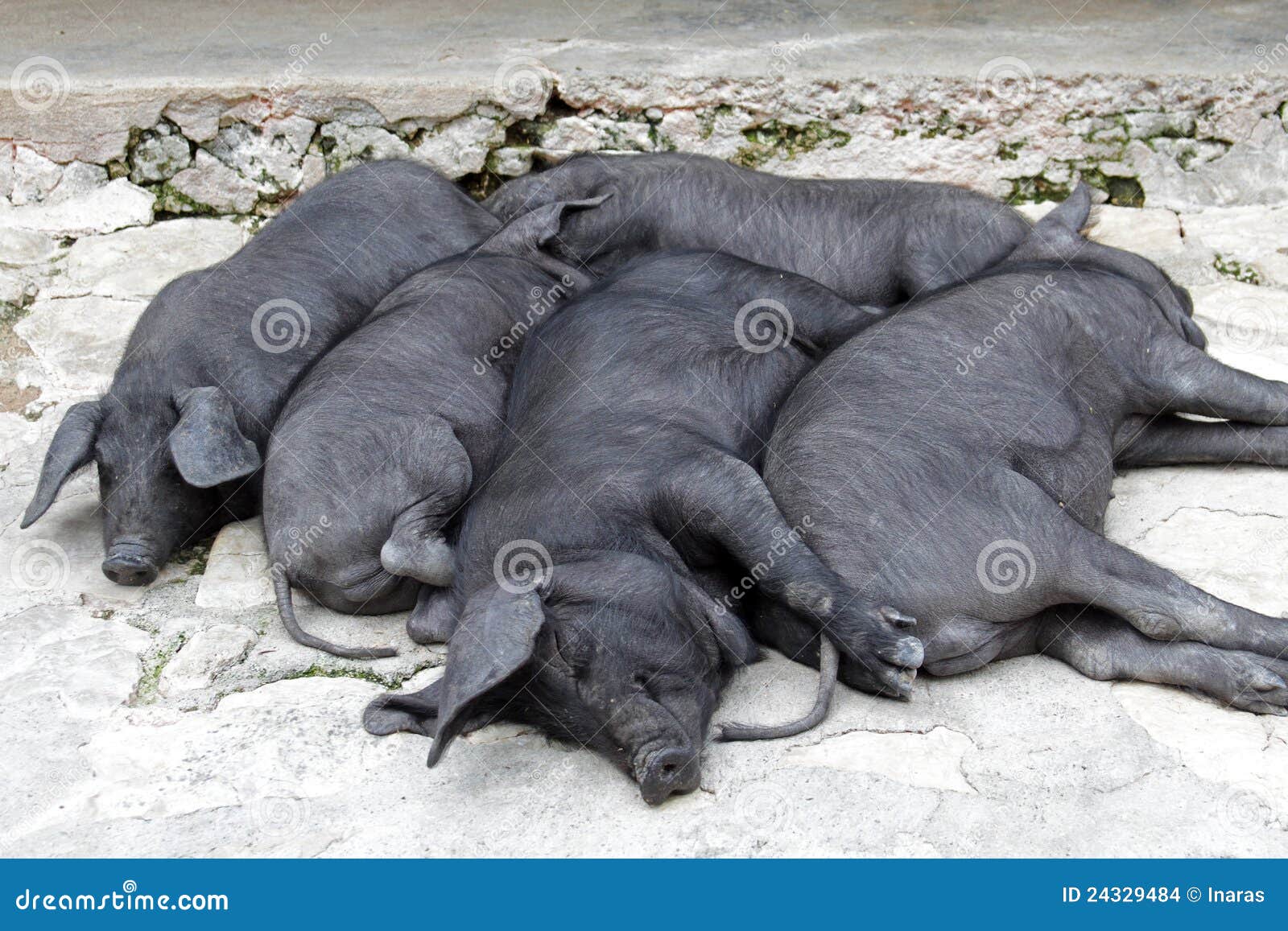 Snoozing Bunch of Black Iberian Pigs Stock Photo - Image of cerdo ...