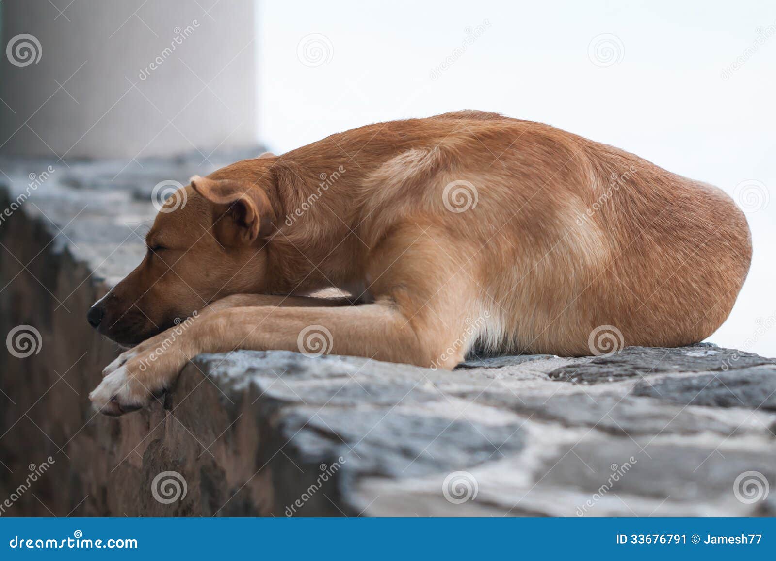 Snoozing Dog stock image. Image of sleeping, faithful - 33676791