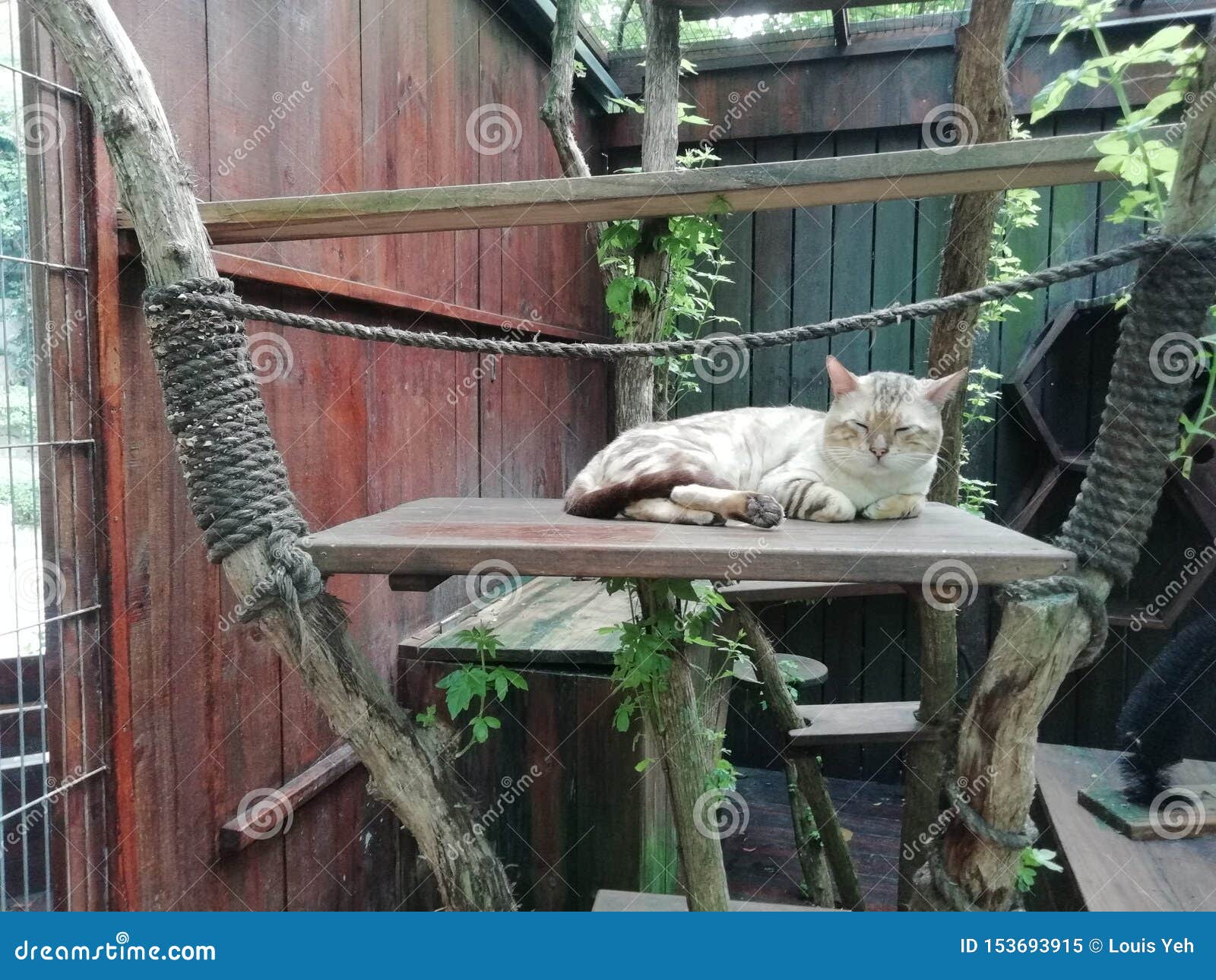 Snoozing Drowsy Sleepy Flower Cat Stock Image - Image of house, lazy ...