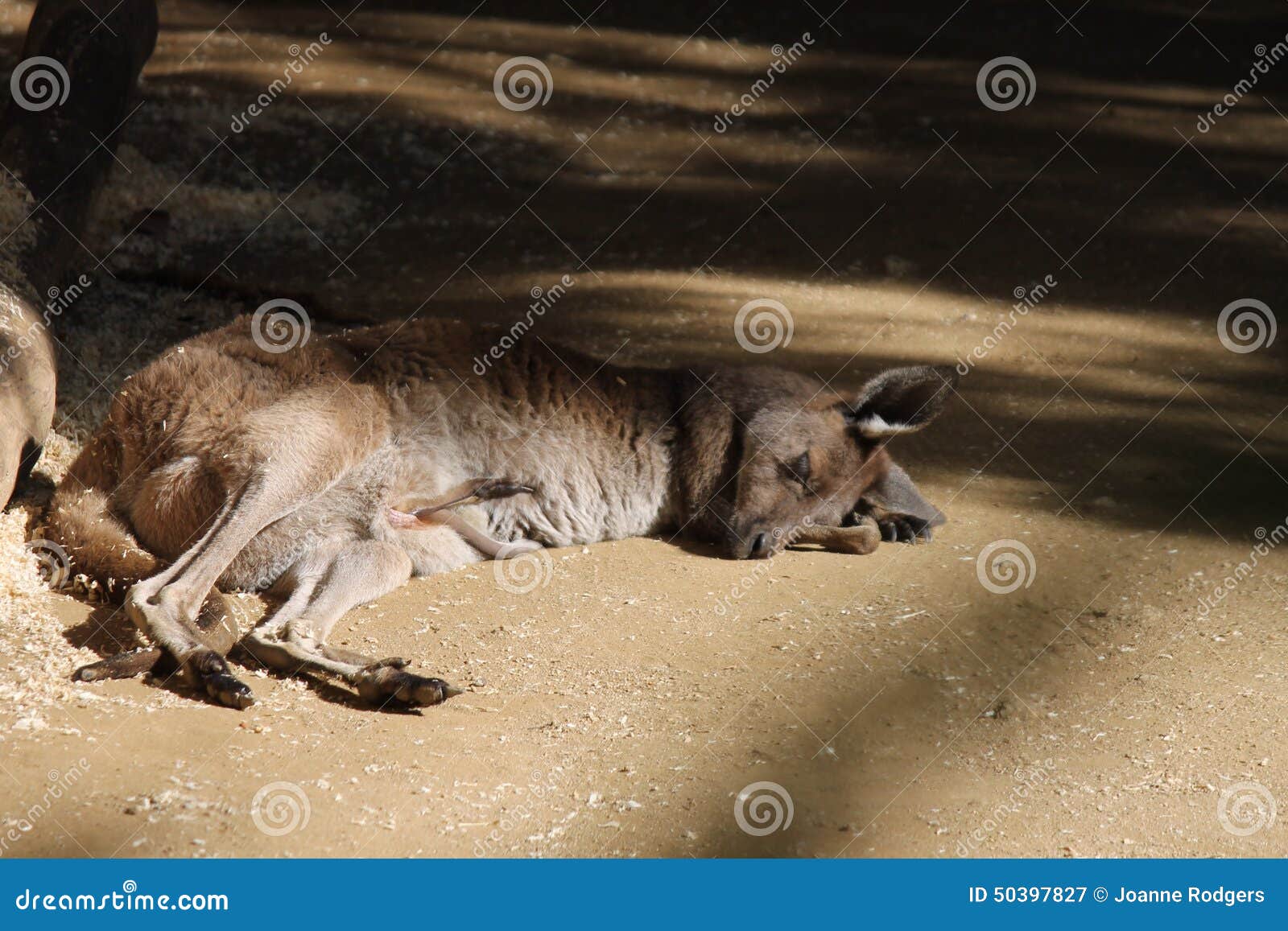 Snoozing stock image. Image of animals, california, snoozing - 50397827