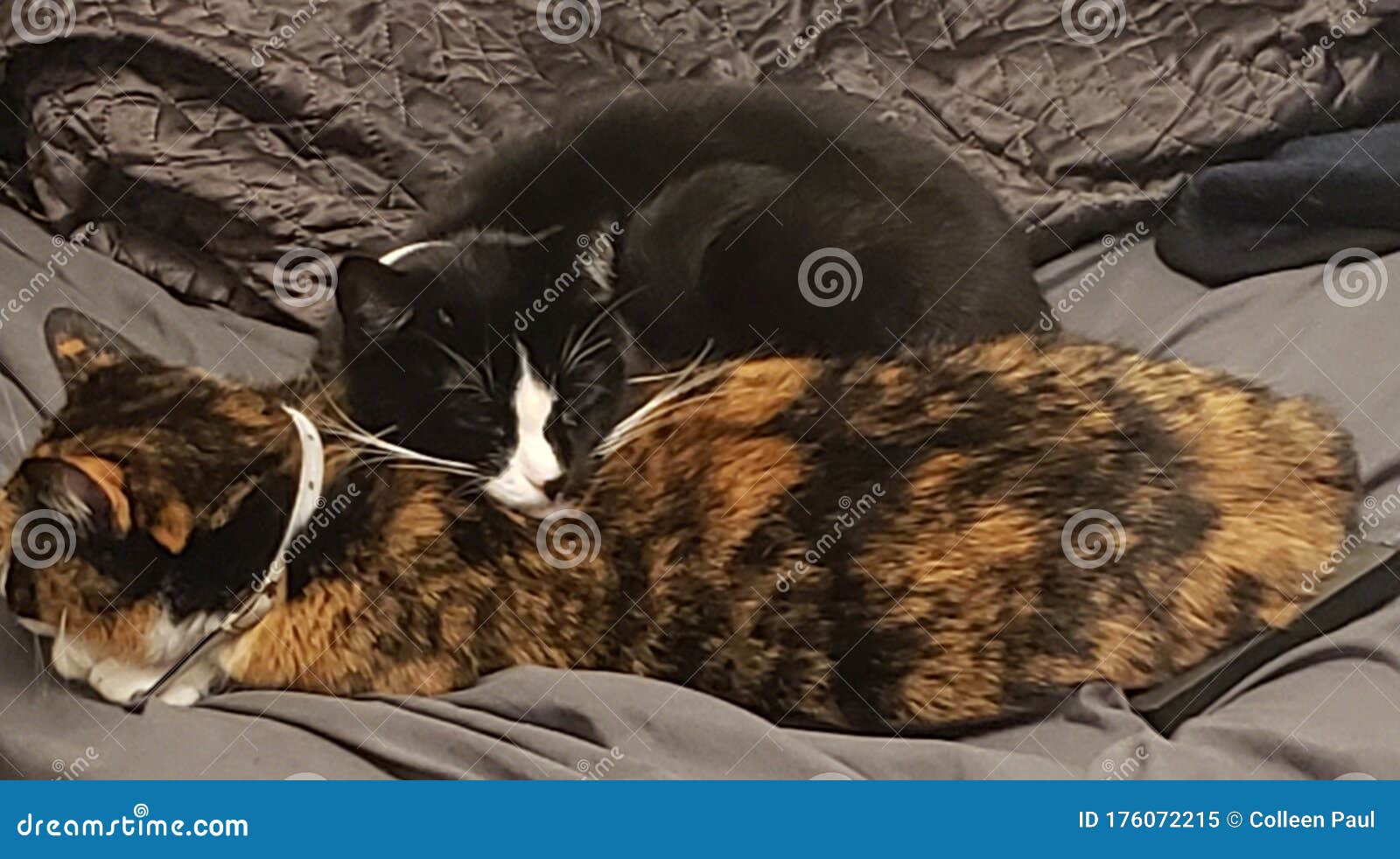 Snoozing kitty stock image. Image of snoozing, mommy - 176072215