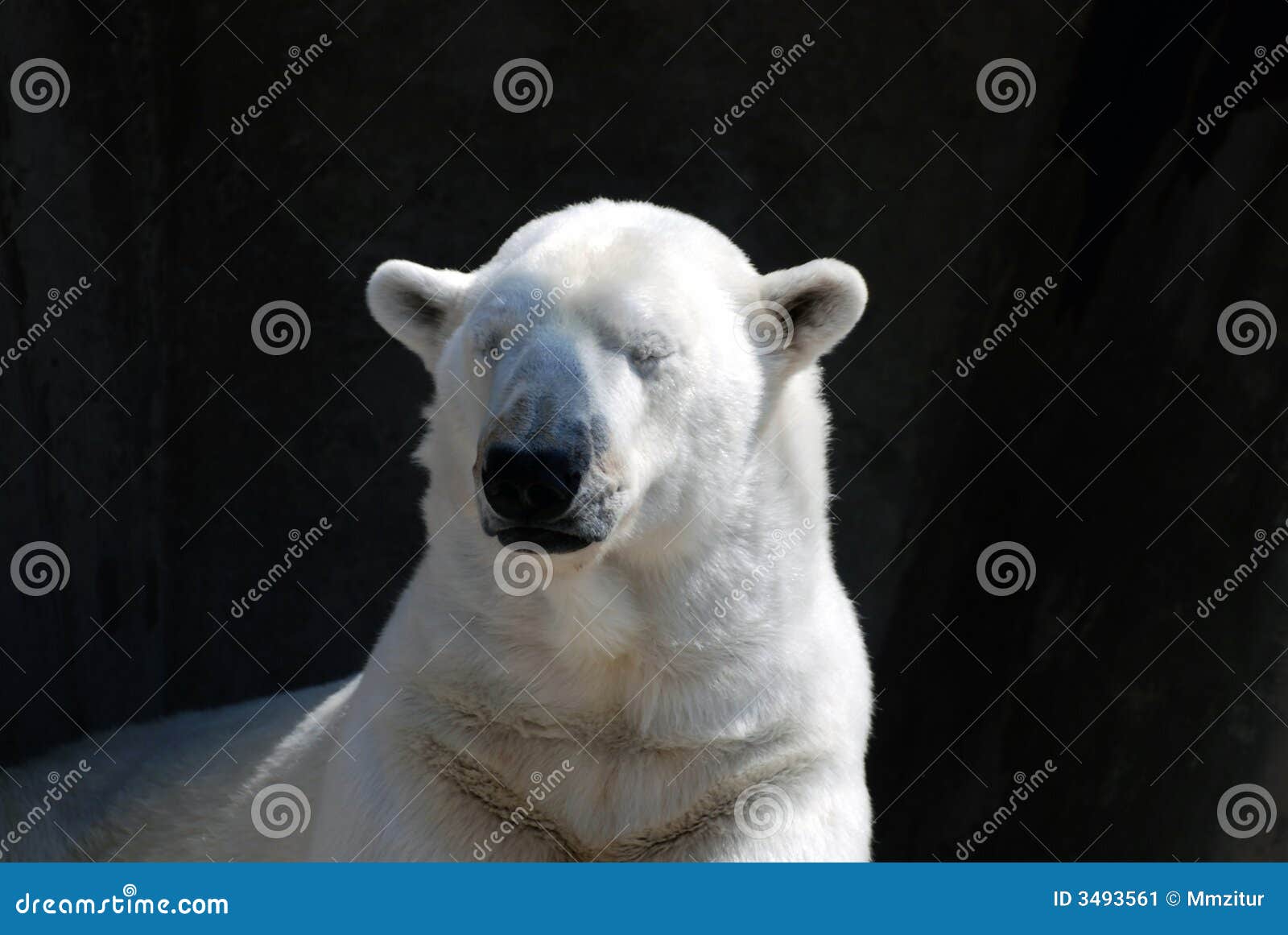 Snoozing Polar Bear stock image. Image of cuddly, contemplates - 3493561